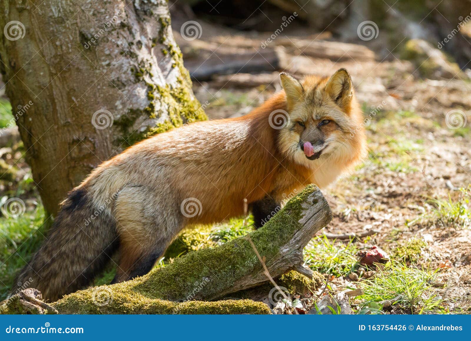 Red fox in the forest stock photo. Image of park, mammal - 163754426