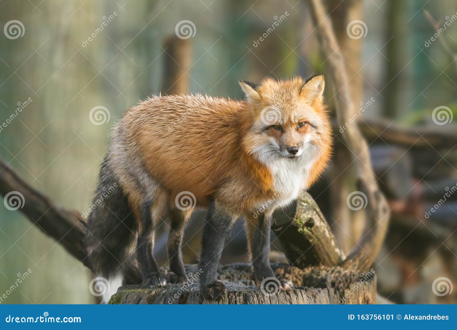 Red fox in the forest stock image. Image of family, hunt - 163756101