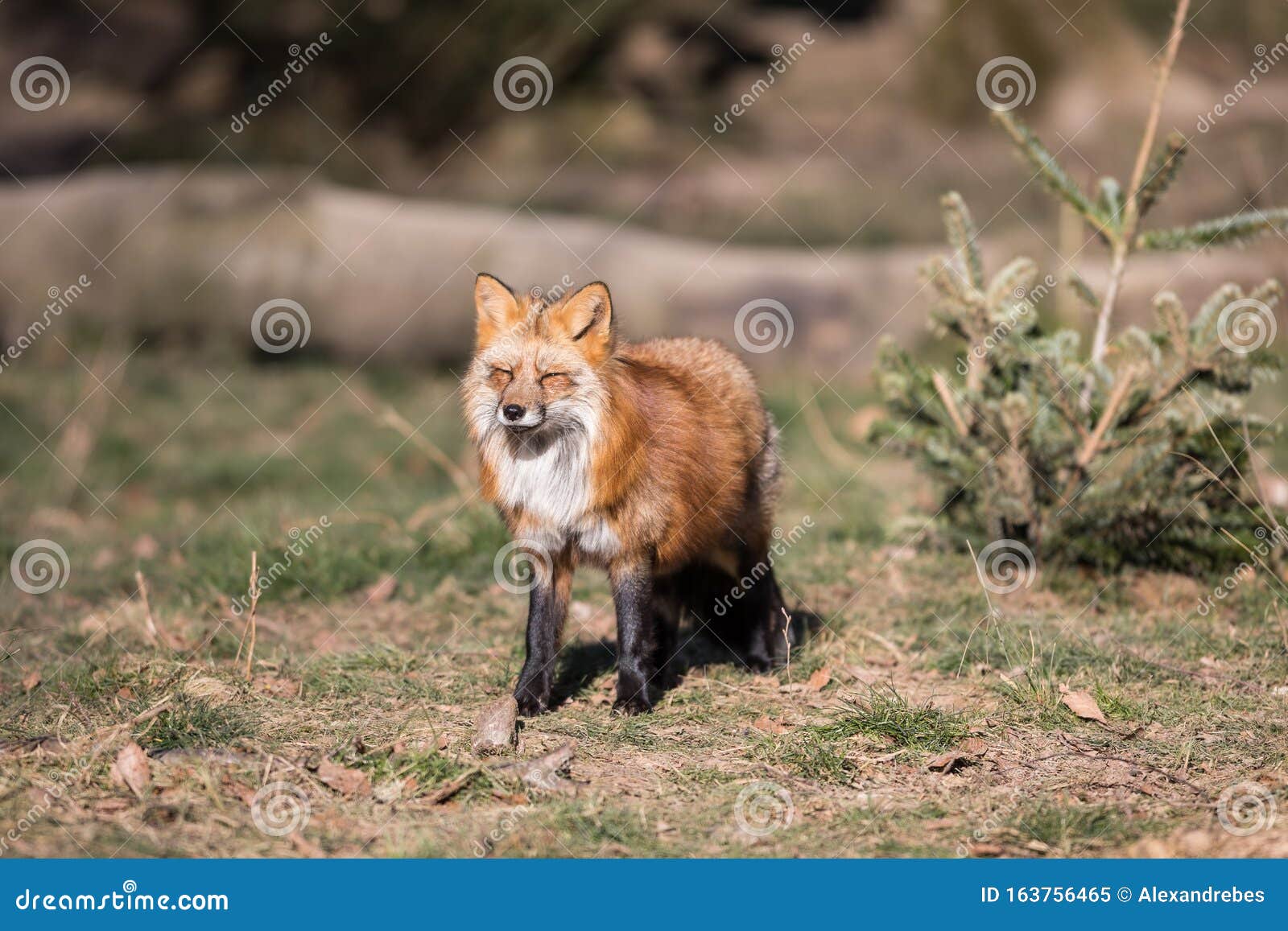 Red fox in the forest stock image. Image of close, mammal - 163756465