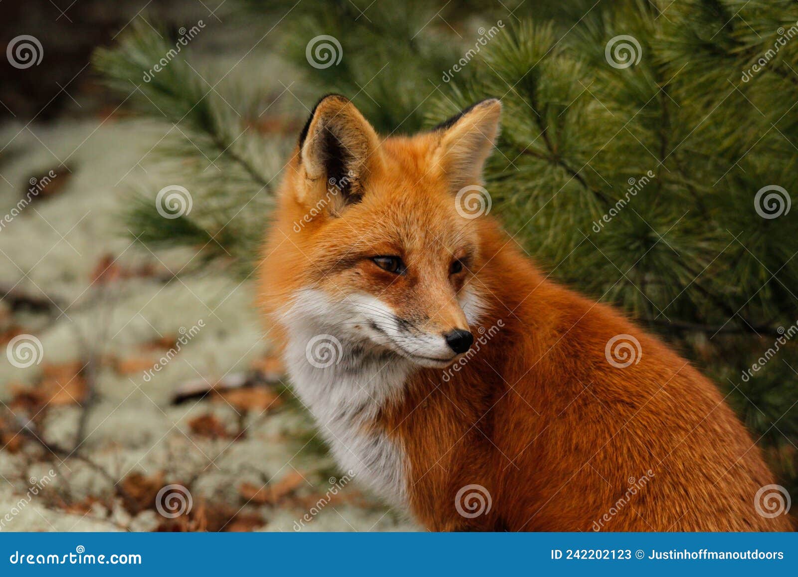 Red Fox in Forest Scenery stock image. Image of nature - 242202123