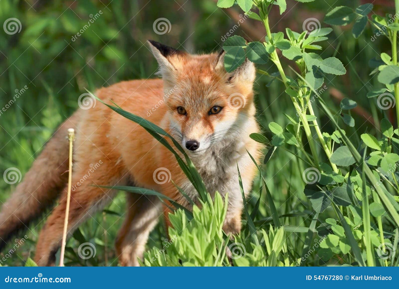 Red fox in forest stock photo. Image of summer, wildlife - 54767280