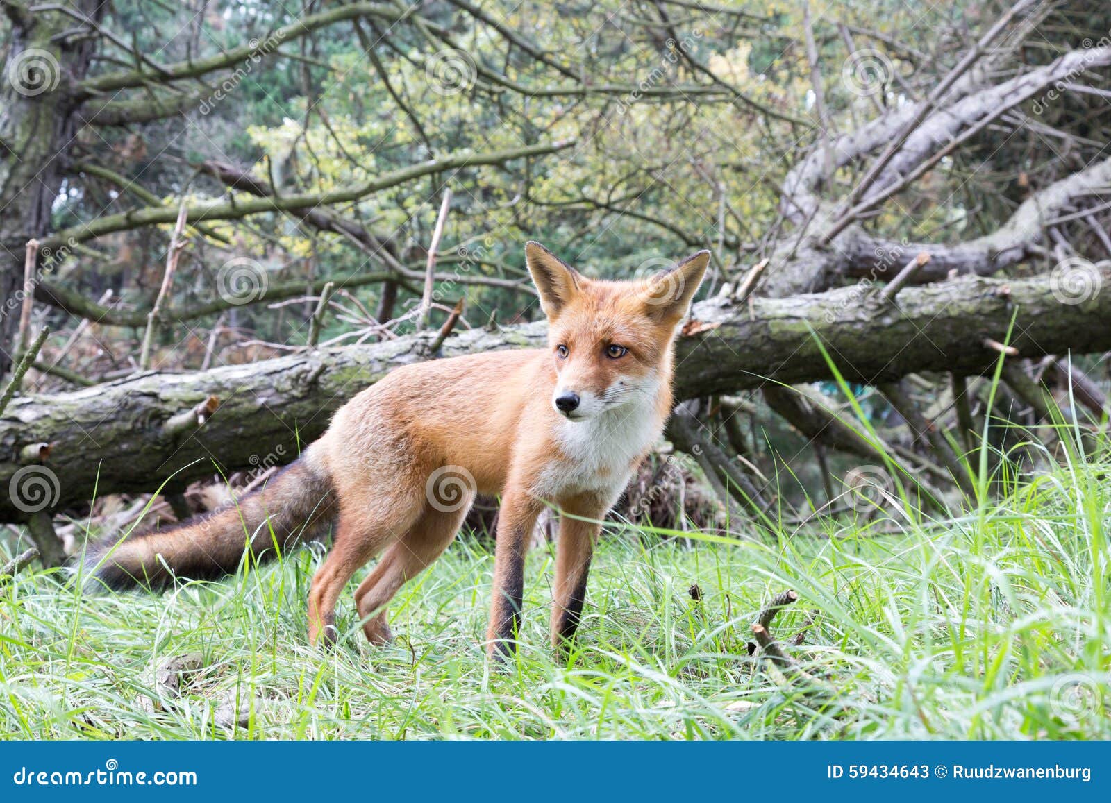 Red Fox stock image. Image of animal, mammal, predator - 59434643