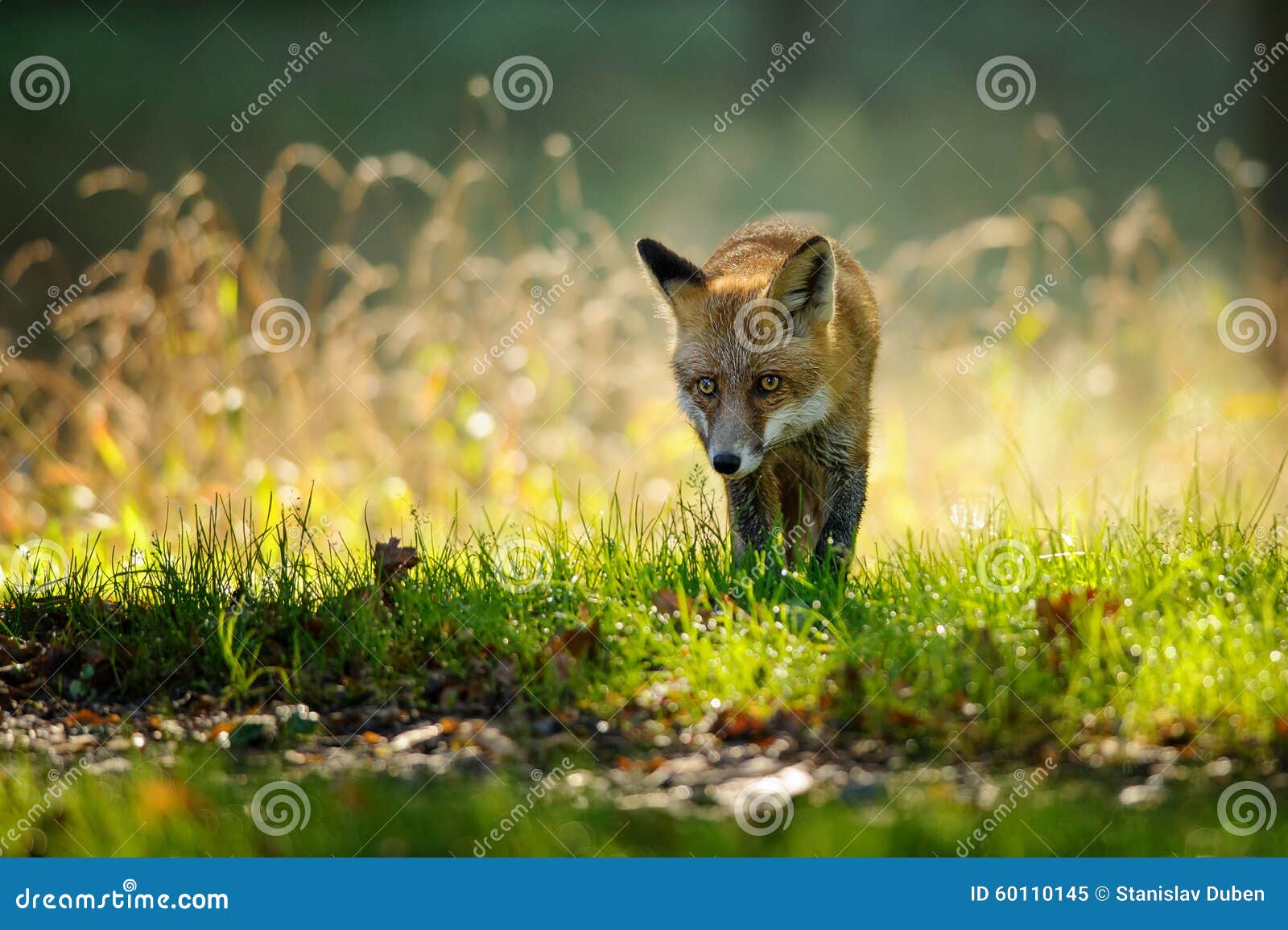 Red Fox from Front View in Autumn Backlight Stock Image - Image of ...