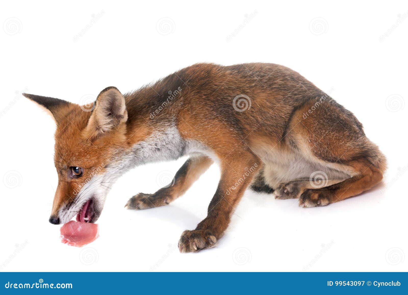 Red Foxes Eating