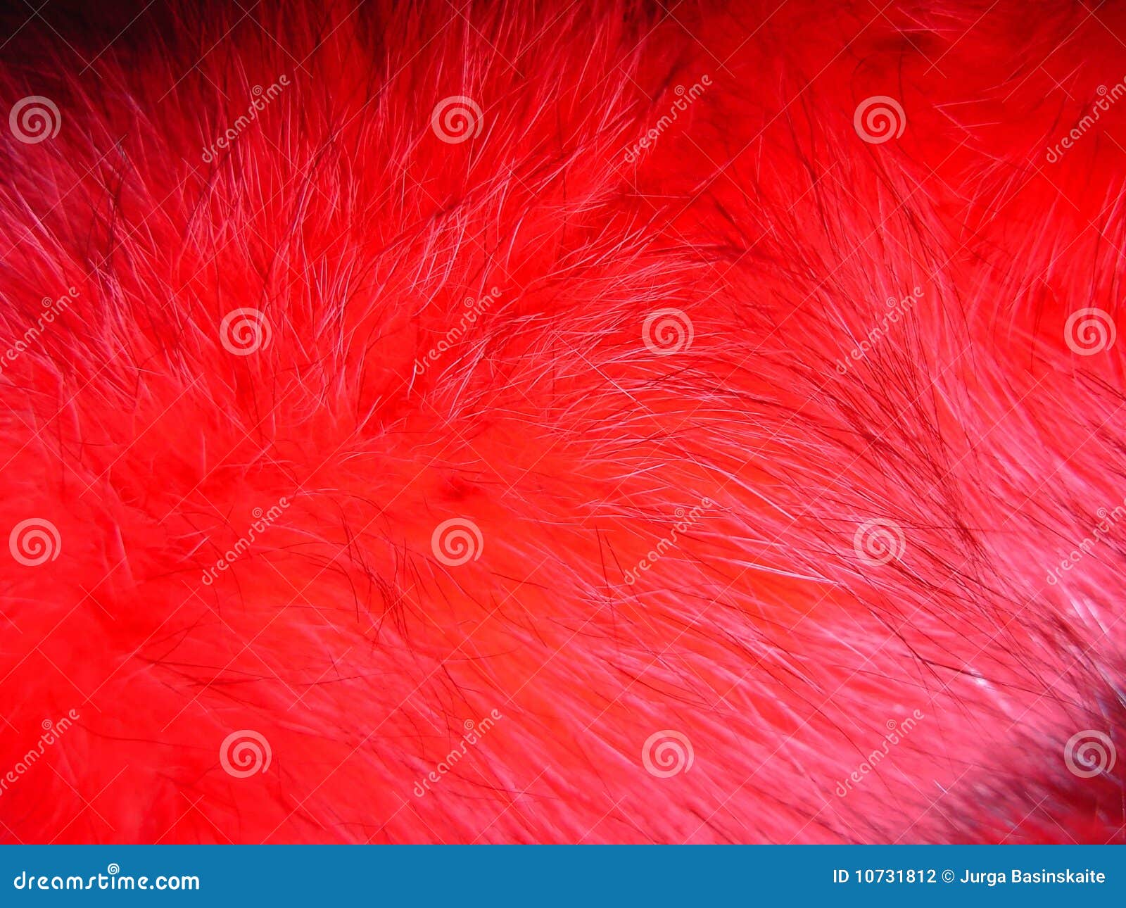 Red fox fur stock photo. Image of natural, texture, light - 10731812
