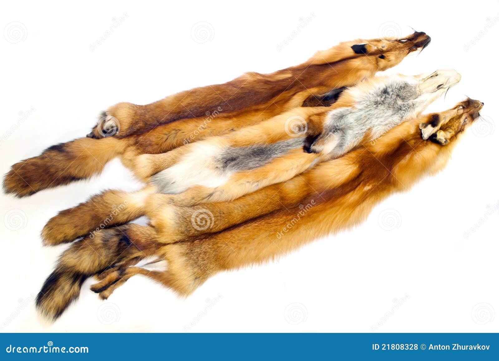 Red fox fur stock photo. Image of attentive, isolated - 21808328