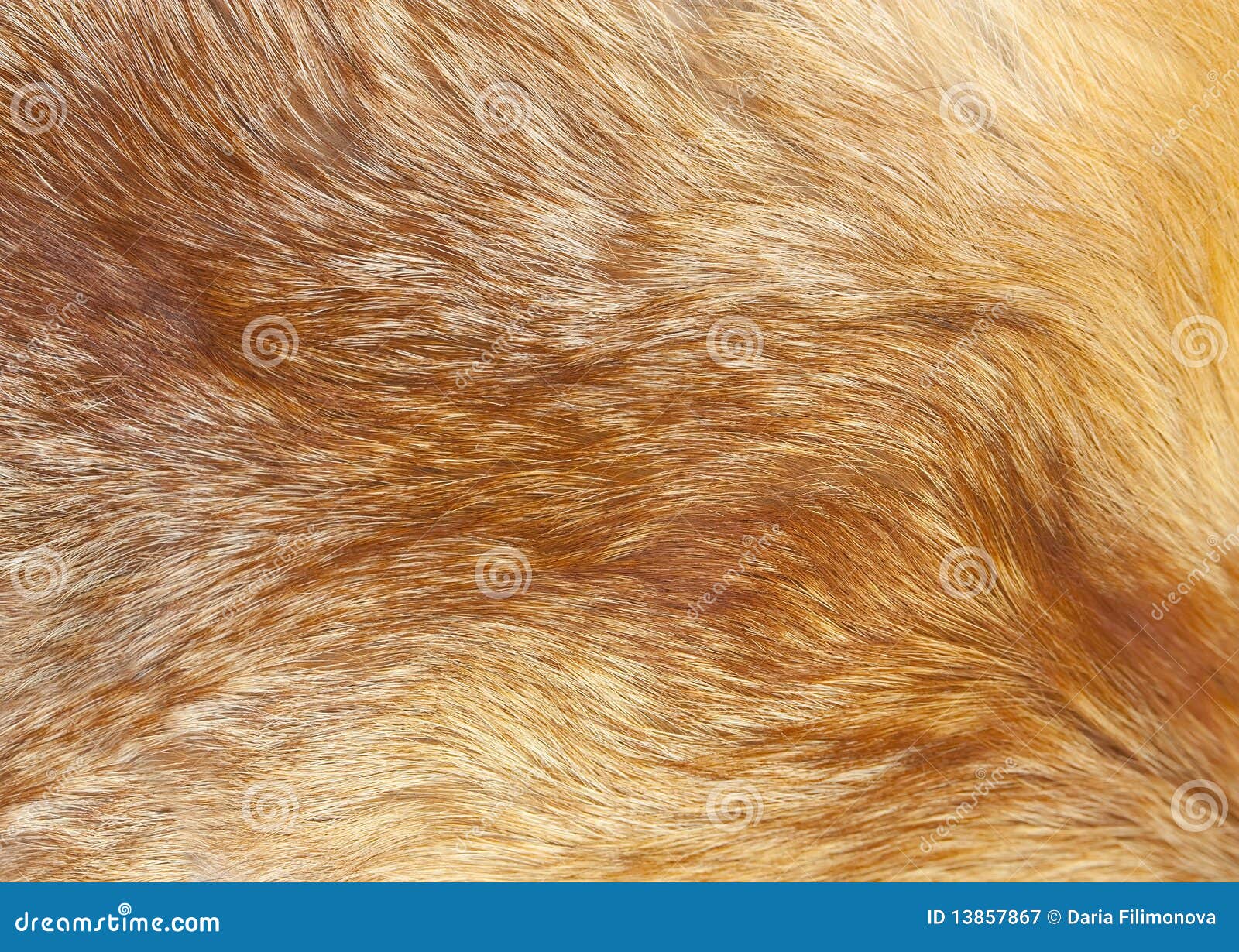Red Fox Fur Background Texture Stock Image - Image of animal, natural ...
