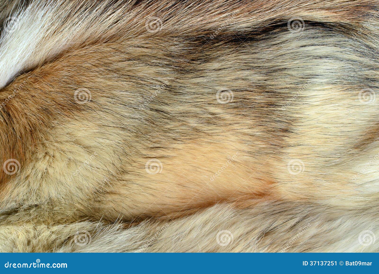 Red Fox Fur Background Texture Stock Image - Image of wild, yellow ...