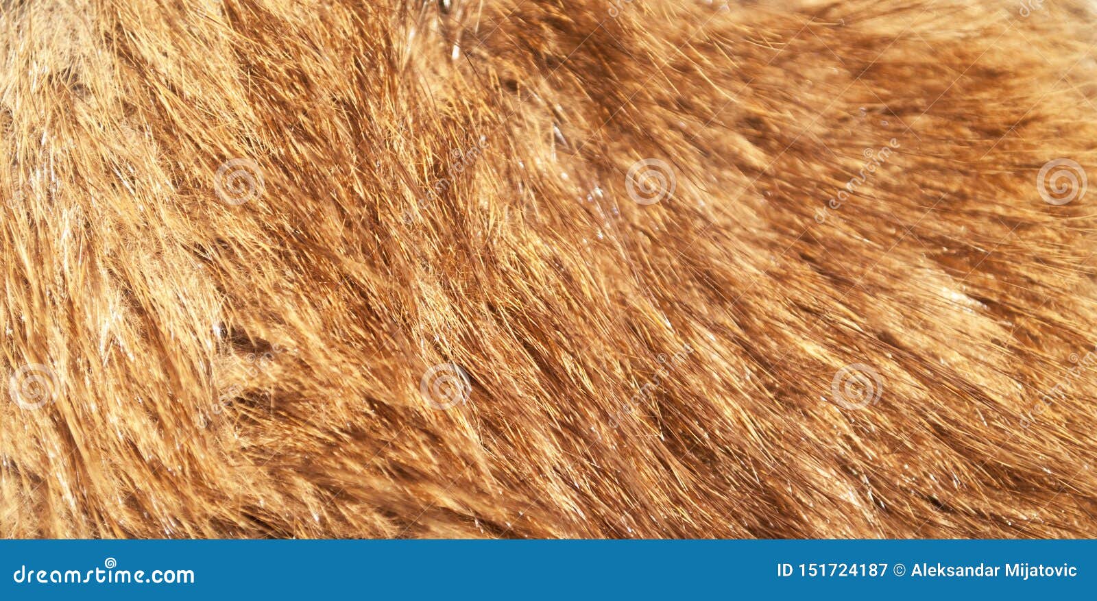 Red fox fur macro shot stock image. Image of beautiful - 151724187