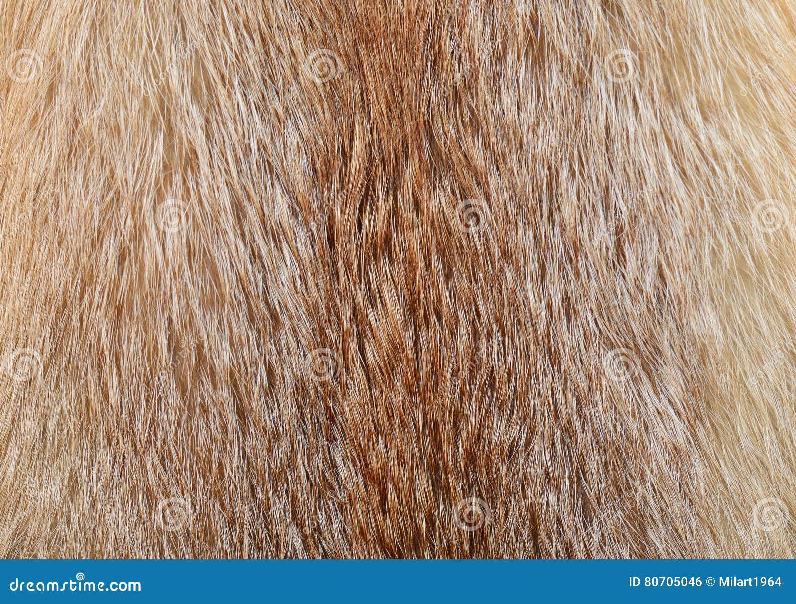 Red fox fur. stock photo. Image of texture, wild, closeup - 80705046