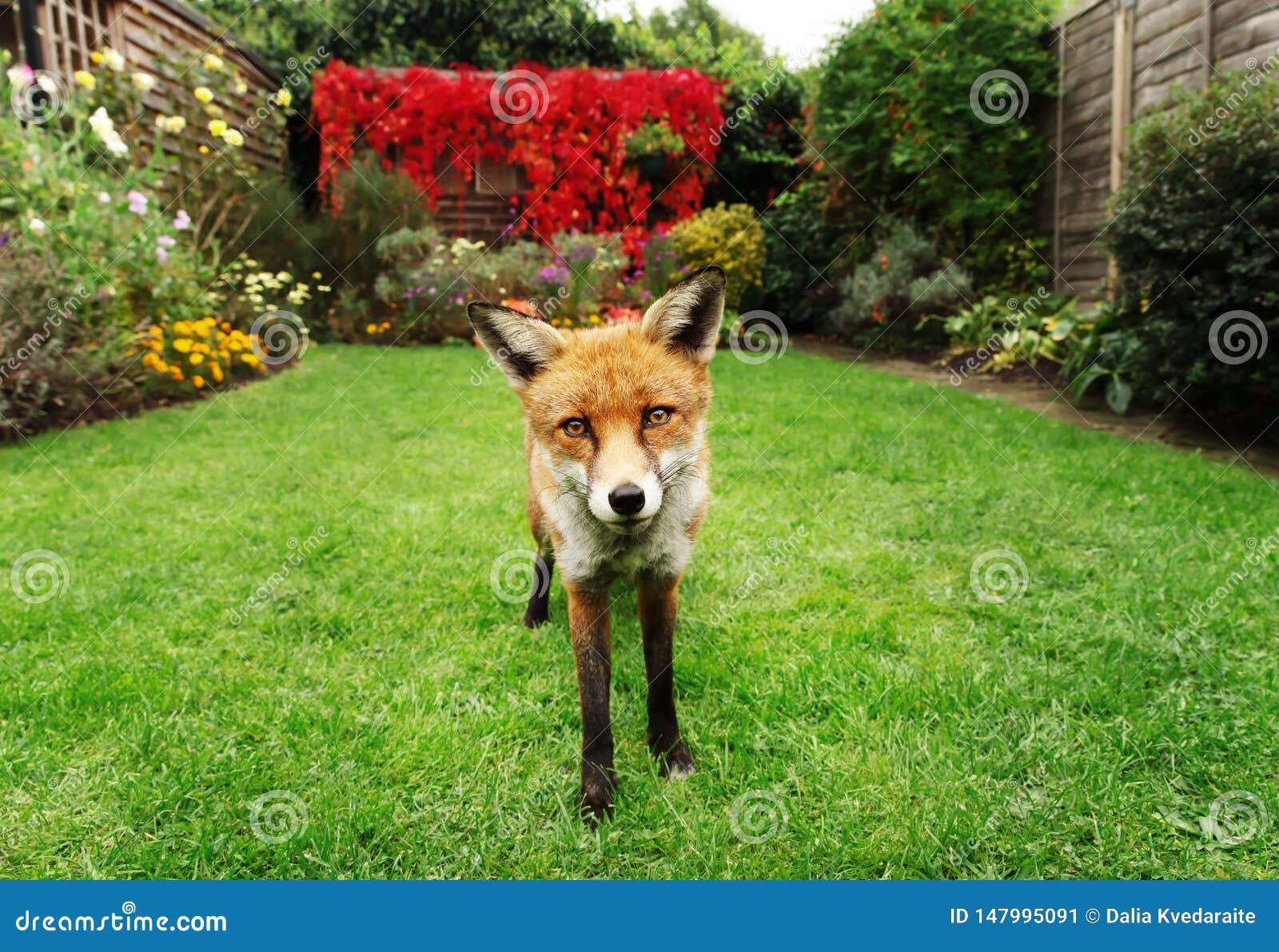 Red Fox in the Garden with Flowers Stock Image - Image of green, orange ...