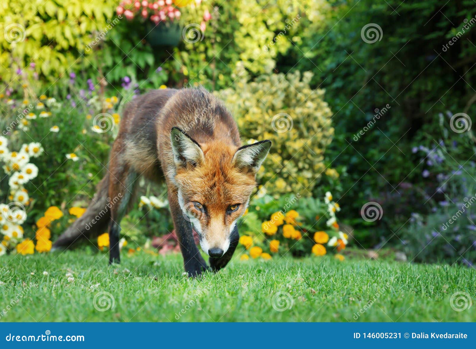 Red Fox in the Garden with Flowers Stock Image - Image of cute, green ...