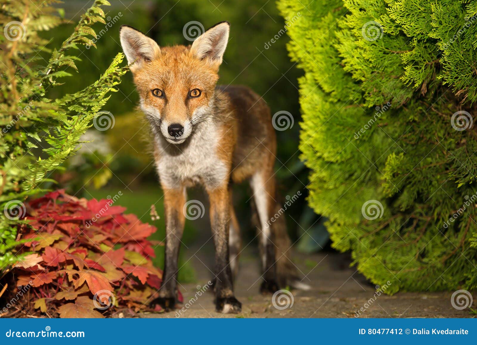 Red fox in the garden stock photo. Image of urban, single - 80477412