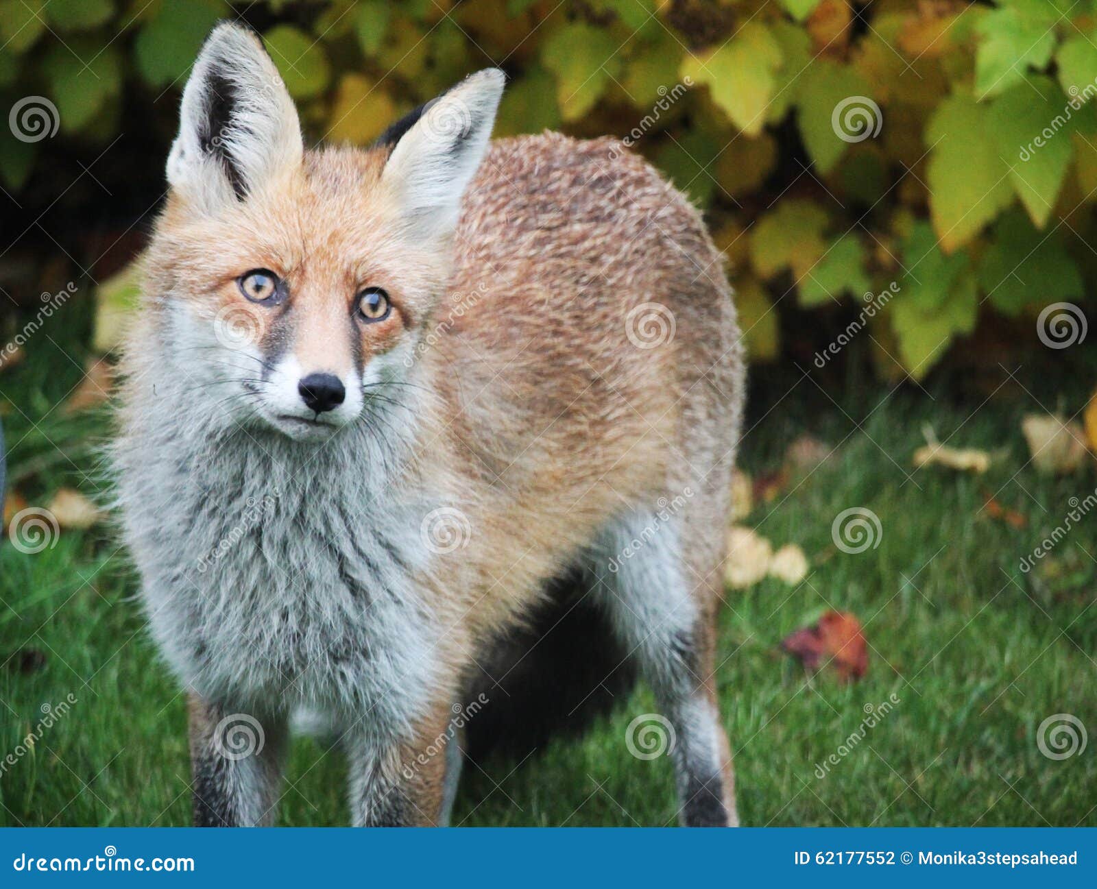 Red fox in a garden stock photo. Image of bushy, summer - 62177552