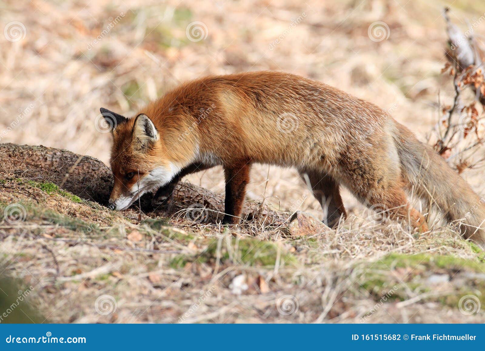 Red Fox (Vulpes Vulpes)Germany Stock Photo - Image of wildlife ...