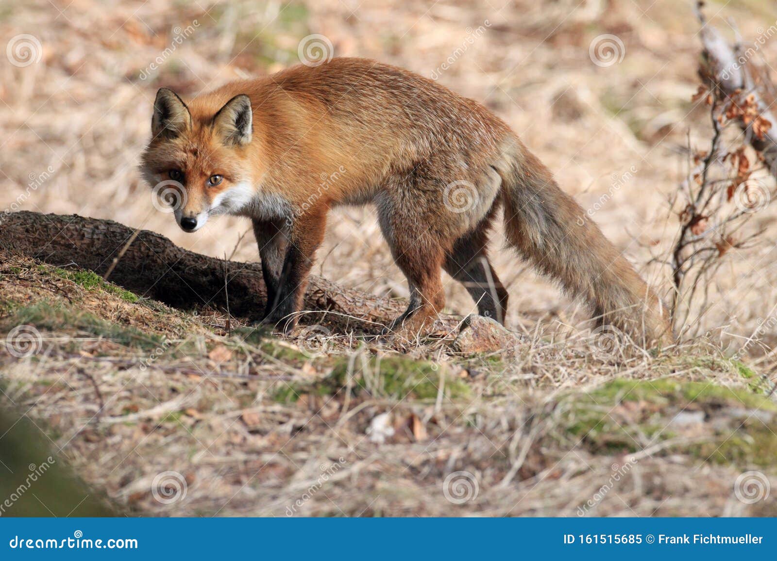 Red Fox (Vulpes Vulpes)Germany Stock Image - Image of winter, mammals ...