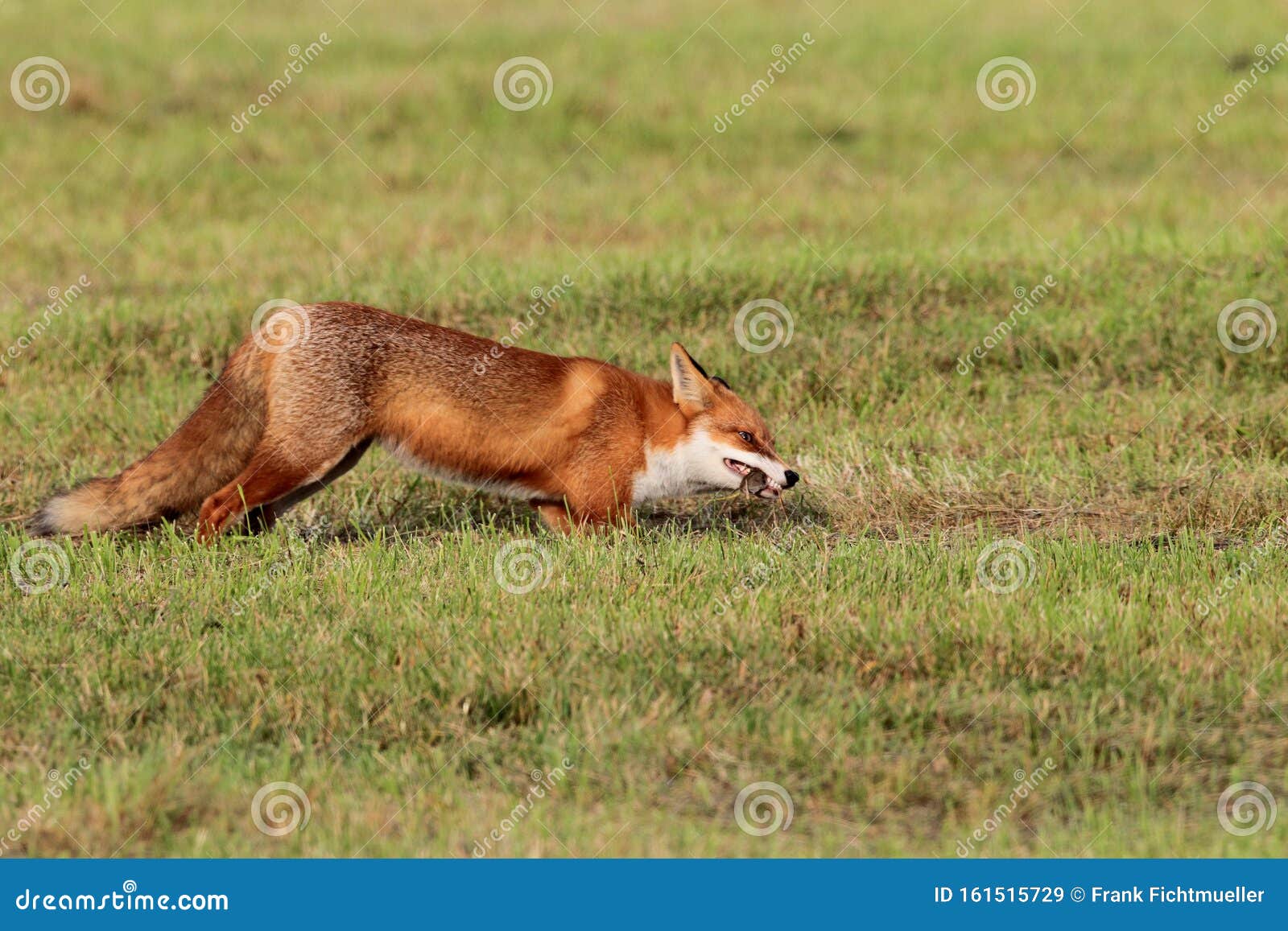 Red Fox (Vulpes Vulpes)Germany Stock Image - Image of mammal, animals ...