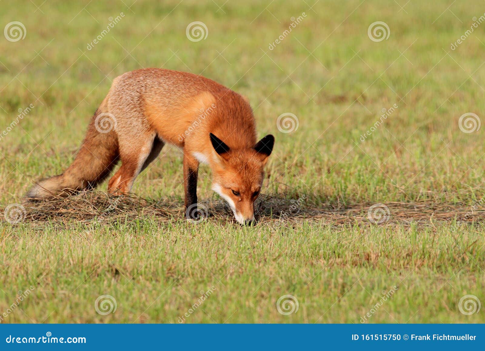 Red Fox (Vulpes Vulpes)Germany Stock Photo - Image of carnivore ...