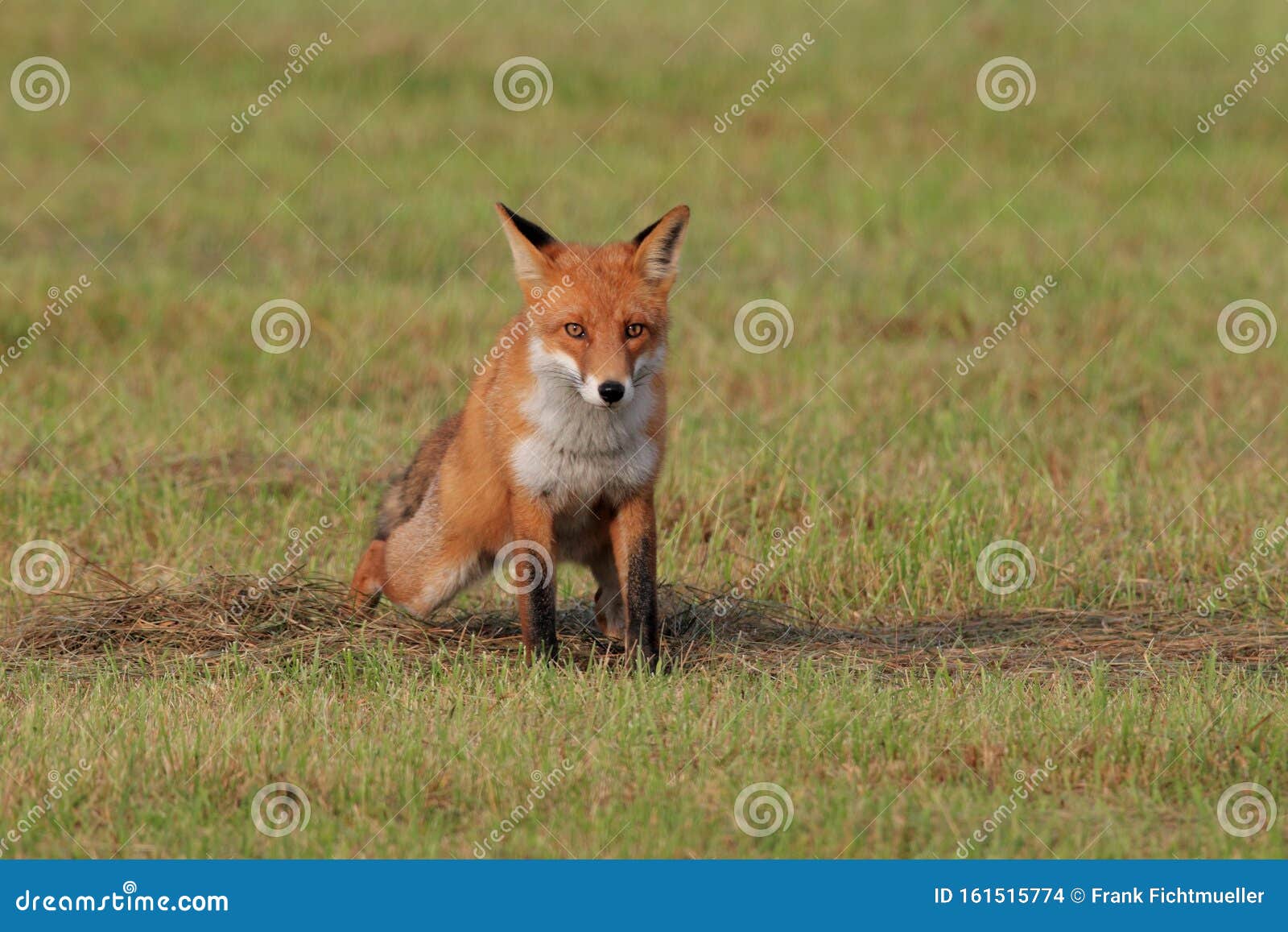 Red Fox (Vulpes Vulpes)Germany Stock Photo - Image of hitchhiking, skip ...