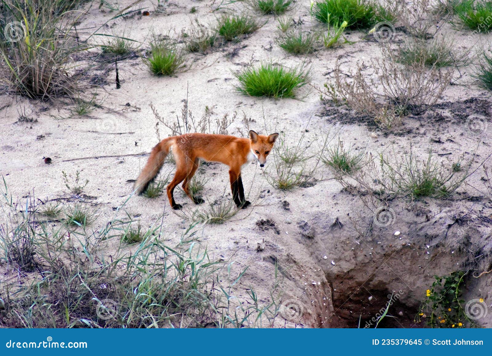 Red Fox Getting Ready To Back Home Stock Image - Image of clouds ...