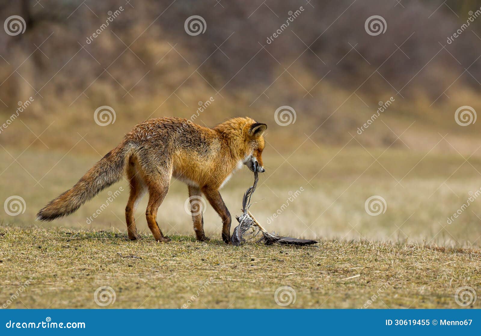Red Fox stock image. Image of hunter, portrait, alert - 30619455