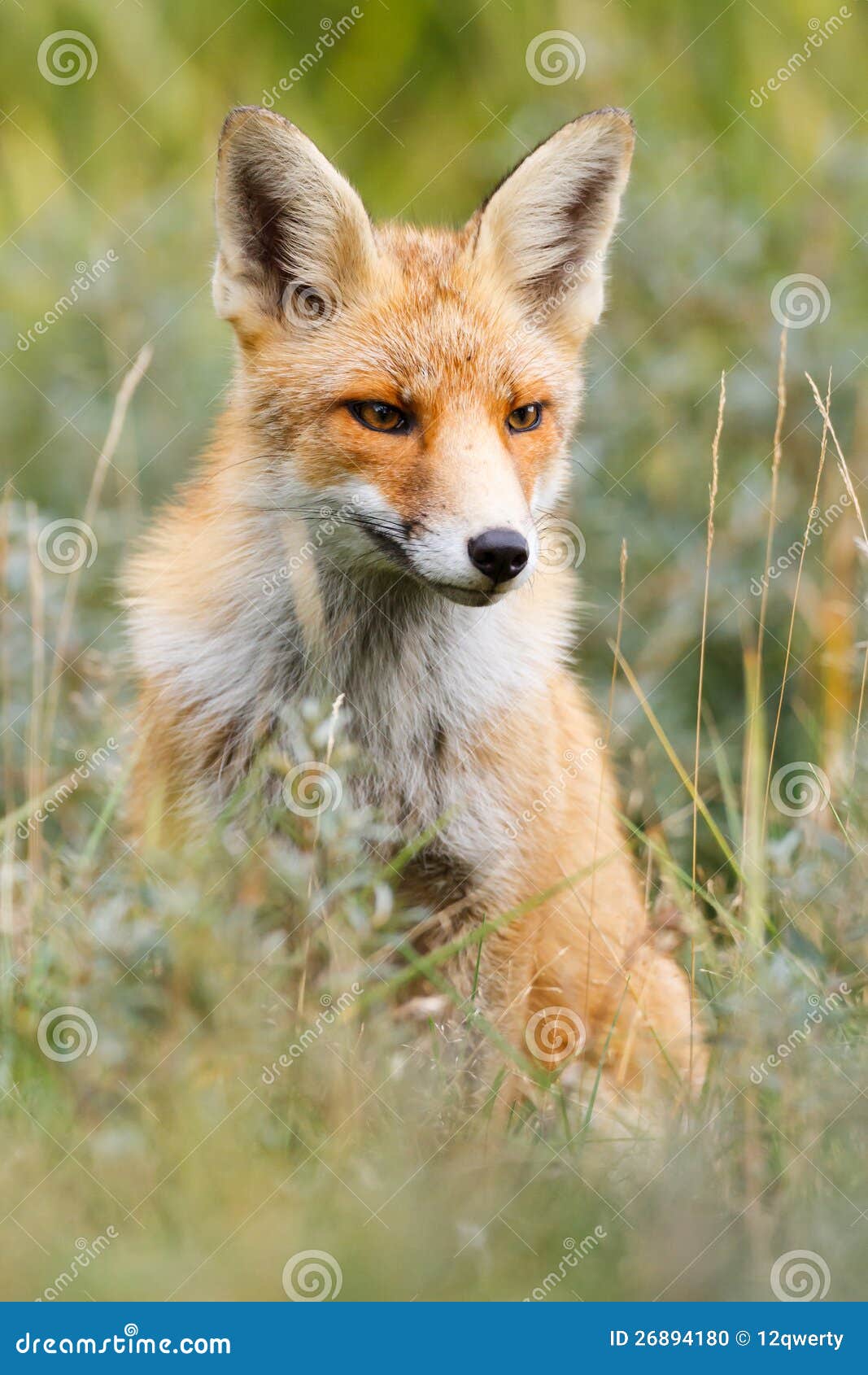 Red fox in grass stock photo. Image of grass, furry, wild - 26894180