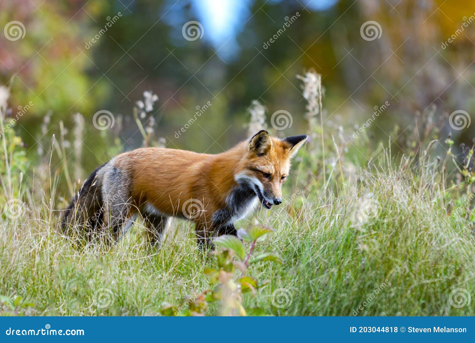 Red Fox in grass stock photo. Image of face, rural, expression - 203044818