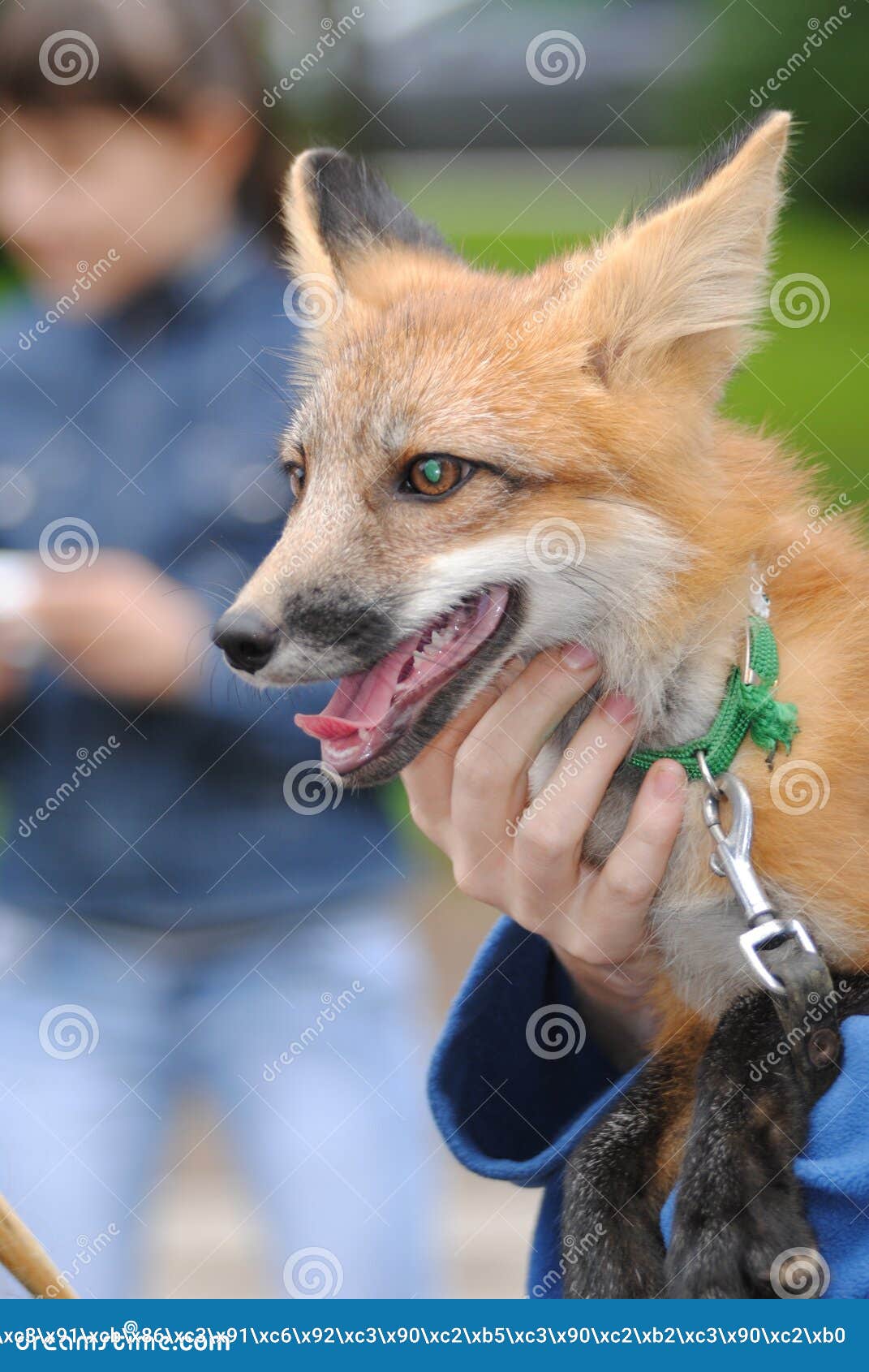 Red fox stock image. Image of smile, predator, hands - 79638309