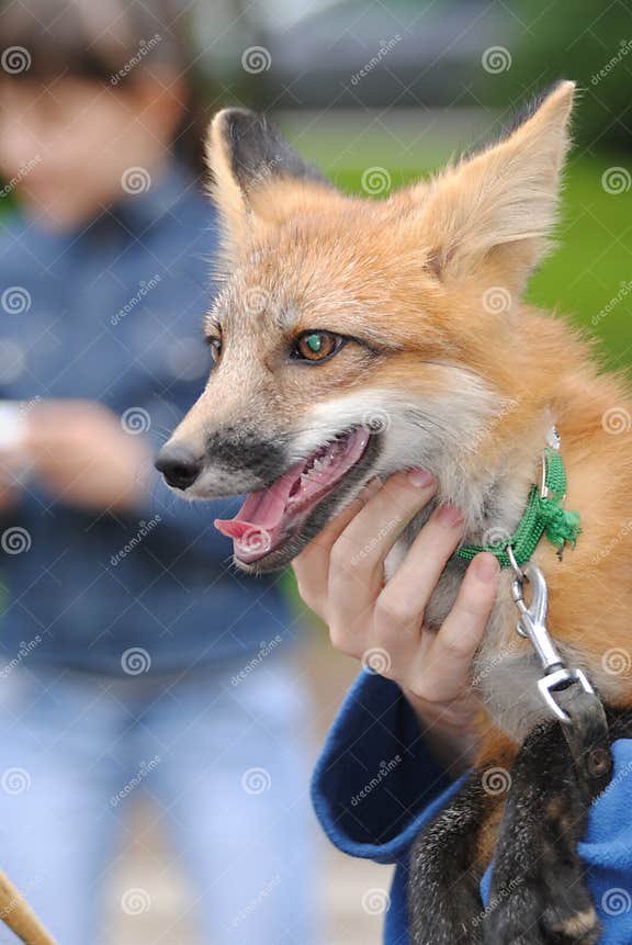 Red fox stock image. Image of smile, predator, hands - 79638309