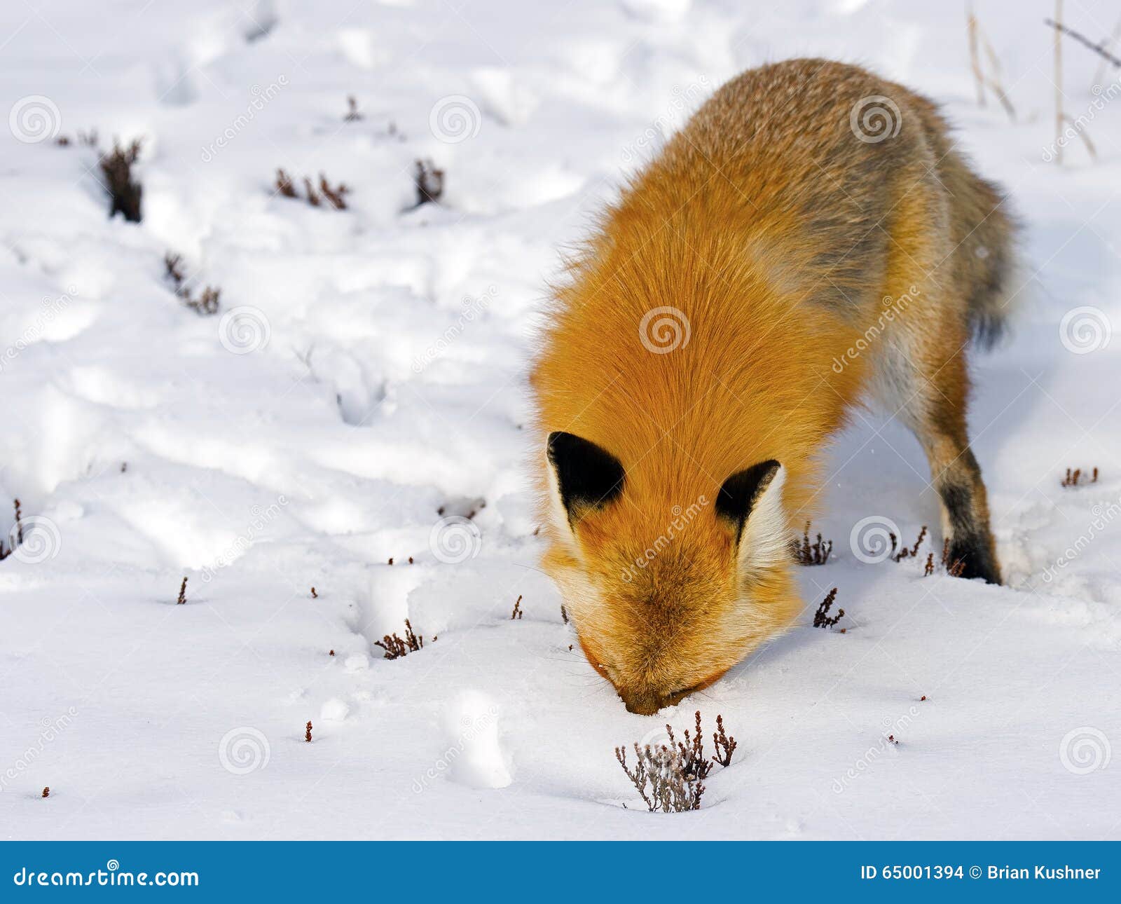 Red Fox Head Buried in the Snow Stock Photo - Image of closed, rough ...