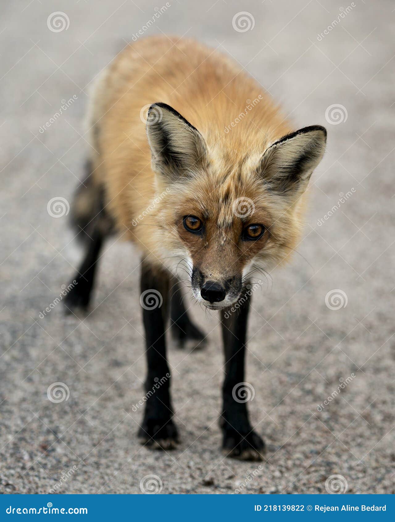 Red Fox Photo Stock. Fox Image. Close-up Profile Front View Looking at ...