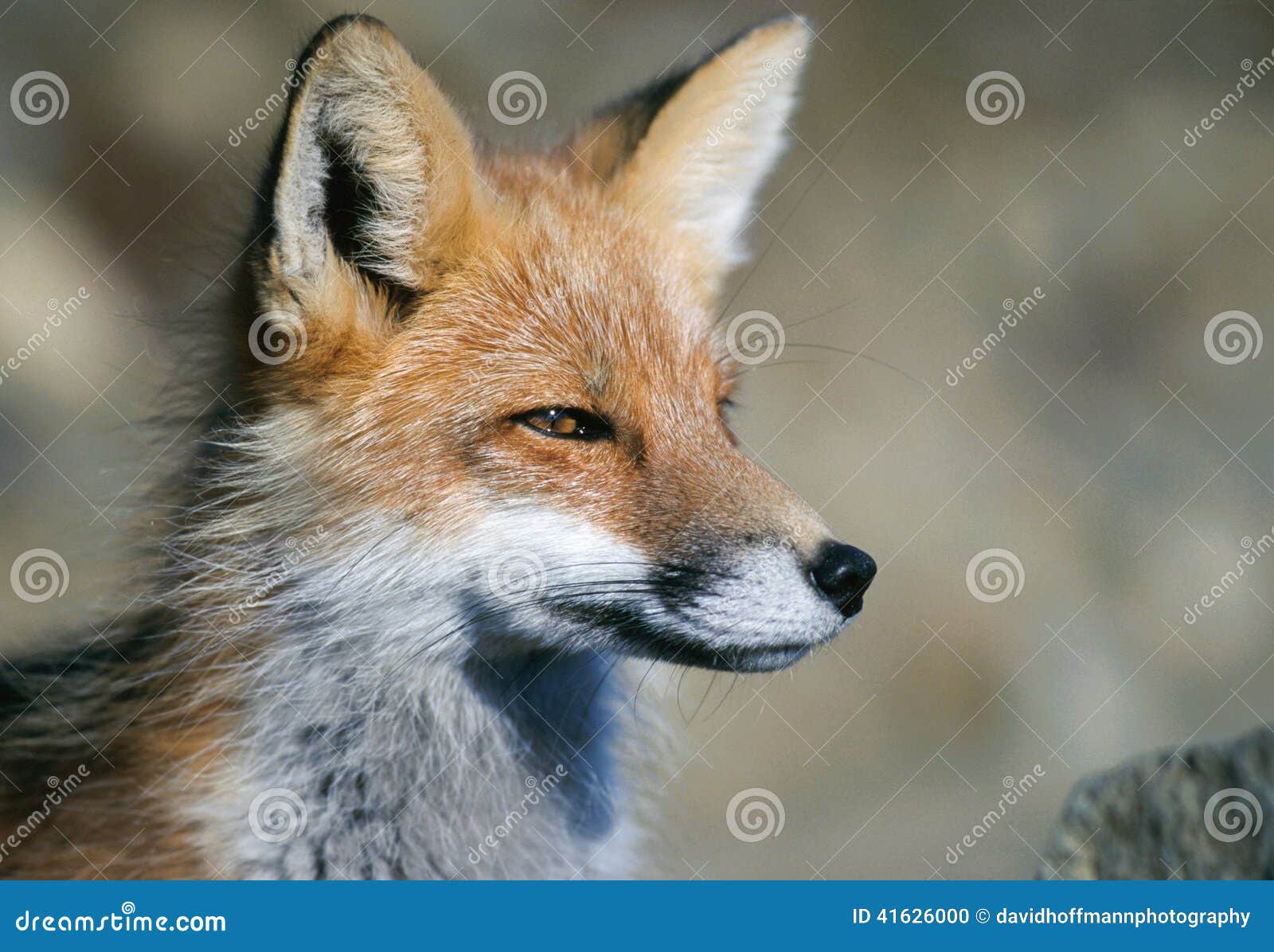 Fox Head Shot Stock Images - Download 363 Photos