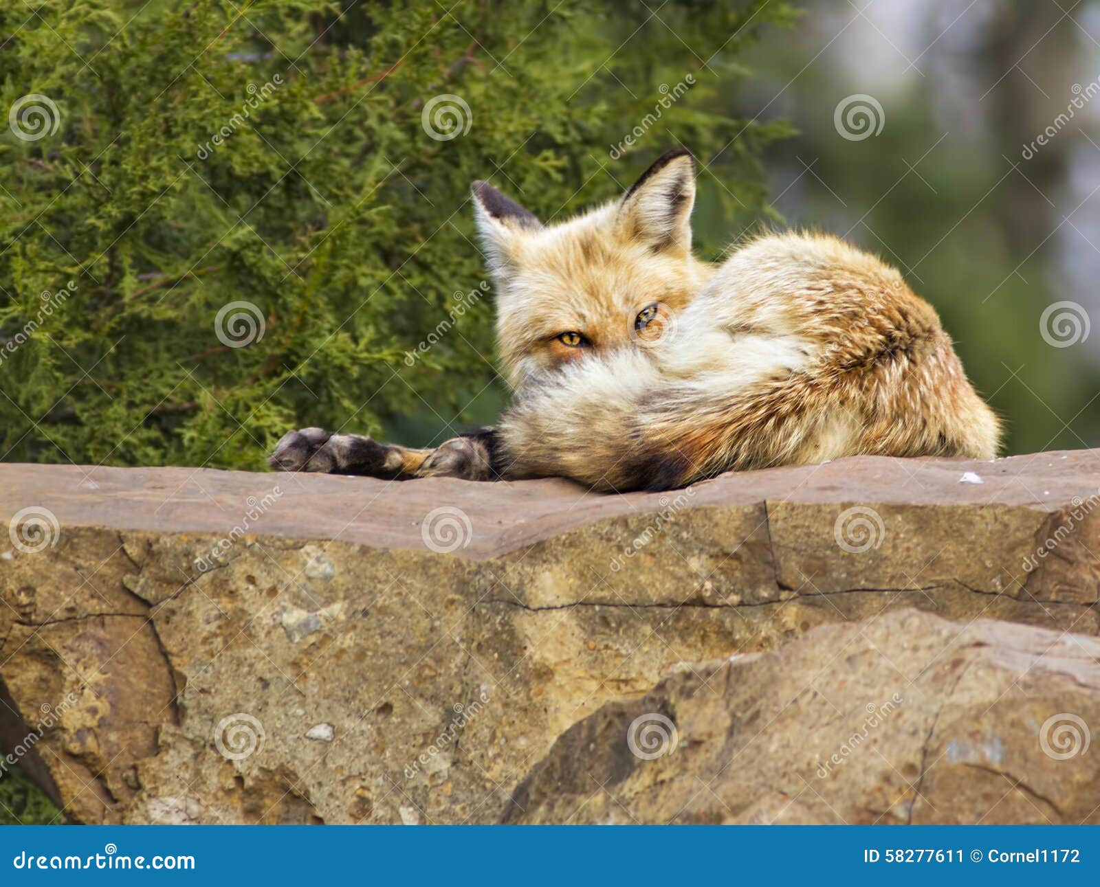 Red Fox stock image. Image of pray, black, eyes, american - 58277611