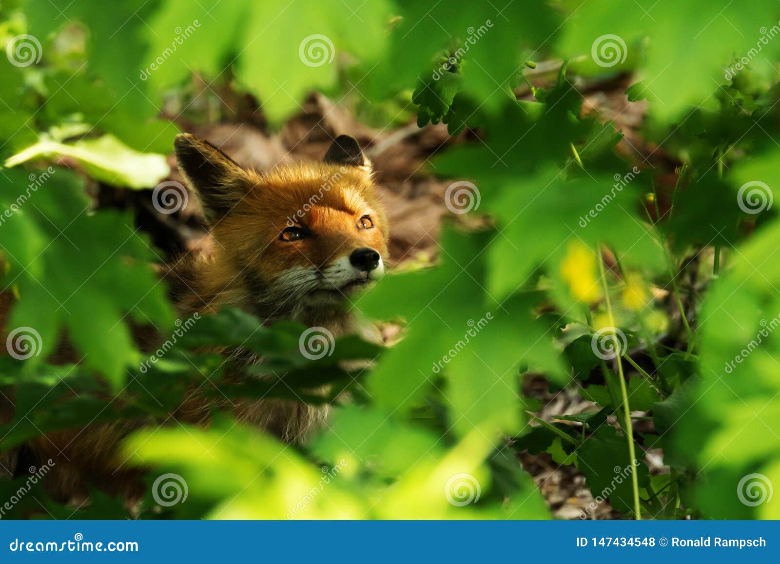 A Red Fox Hidden Behind Leaves Stock Photo - Image of forest, germany ...