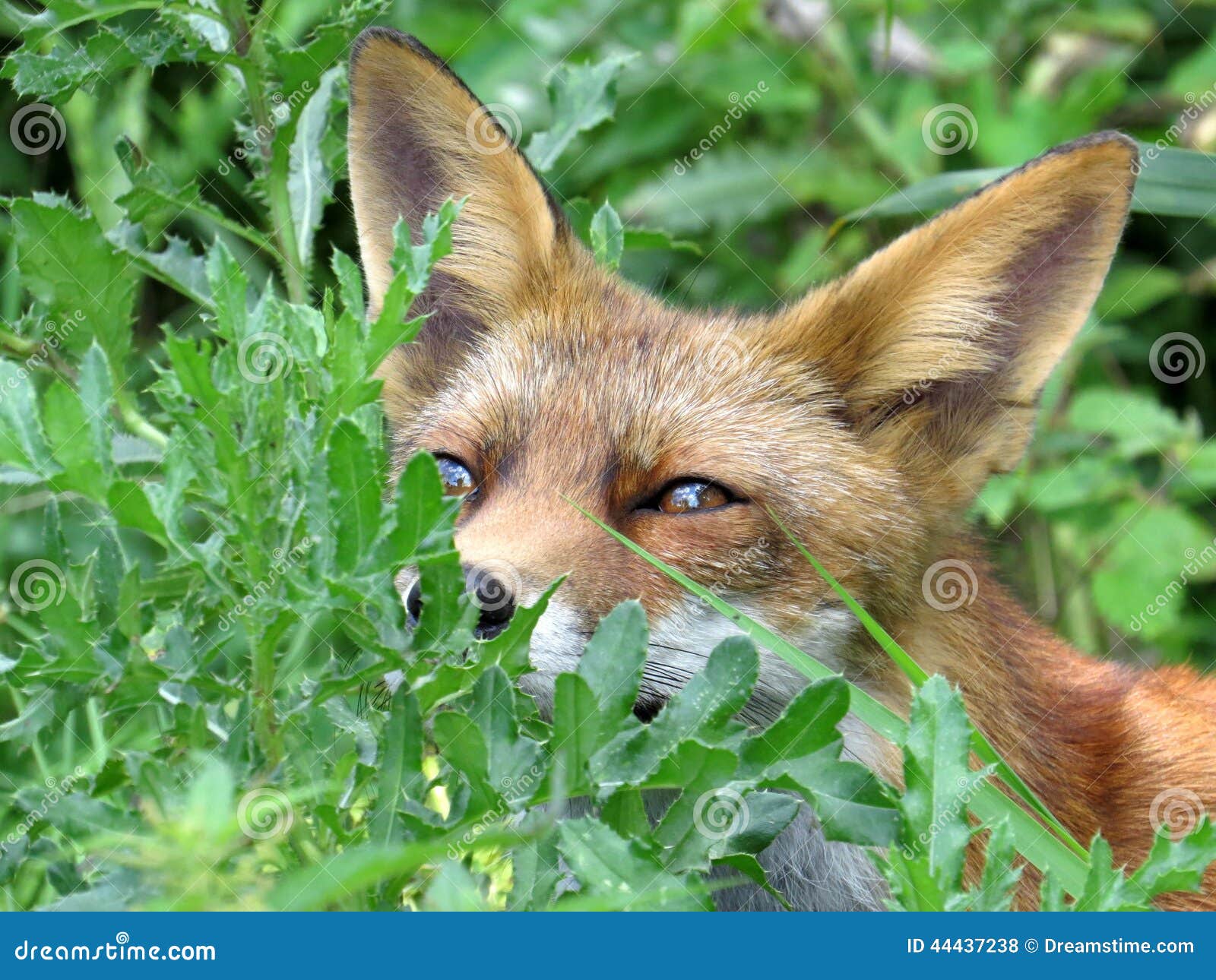 Red fox stock photo. Image of thistles, canine, vulpes - 44437238