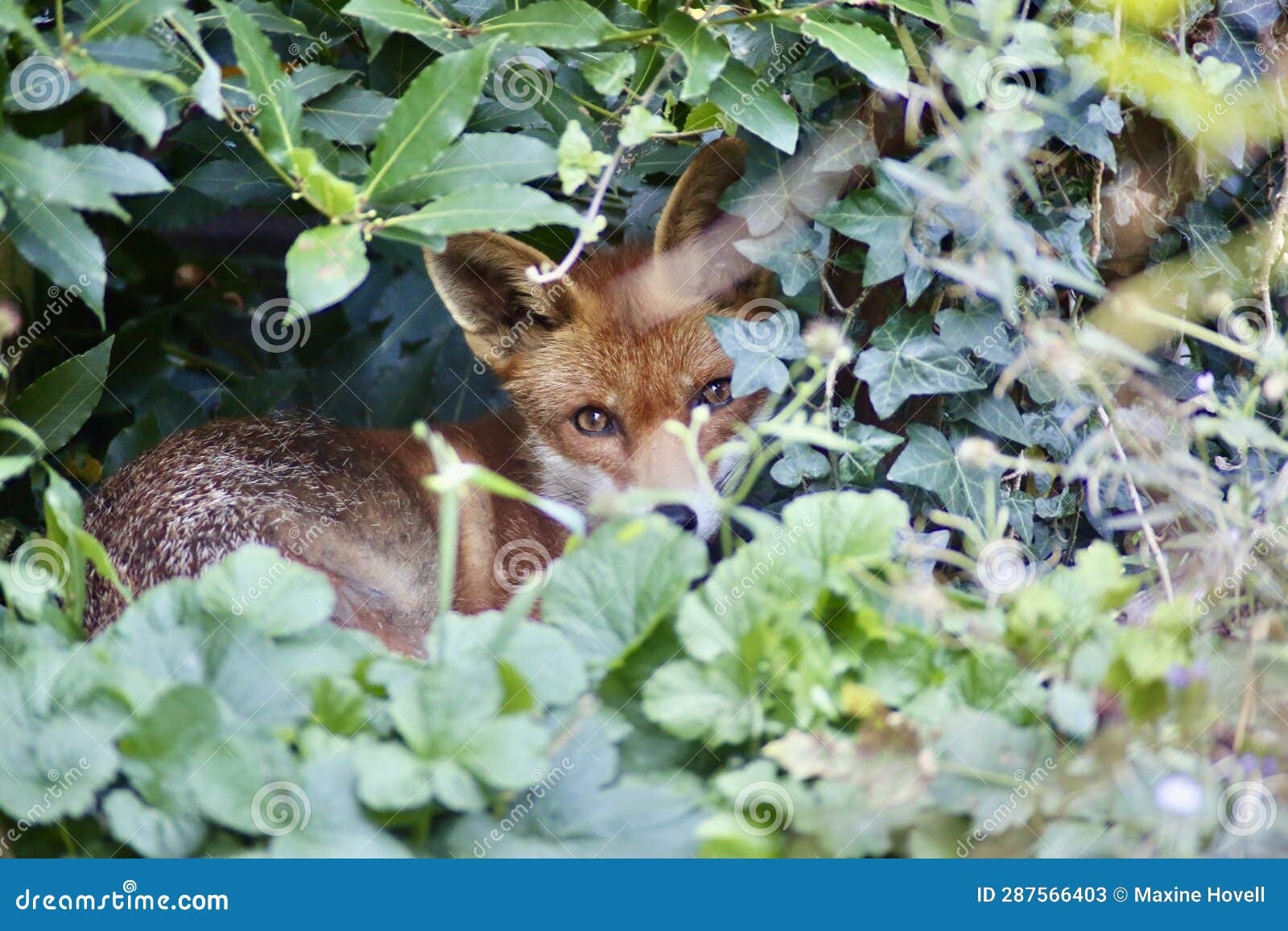 Red fox hiding in bushes stock image. Image of foxcubs - 287566403
