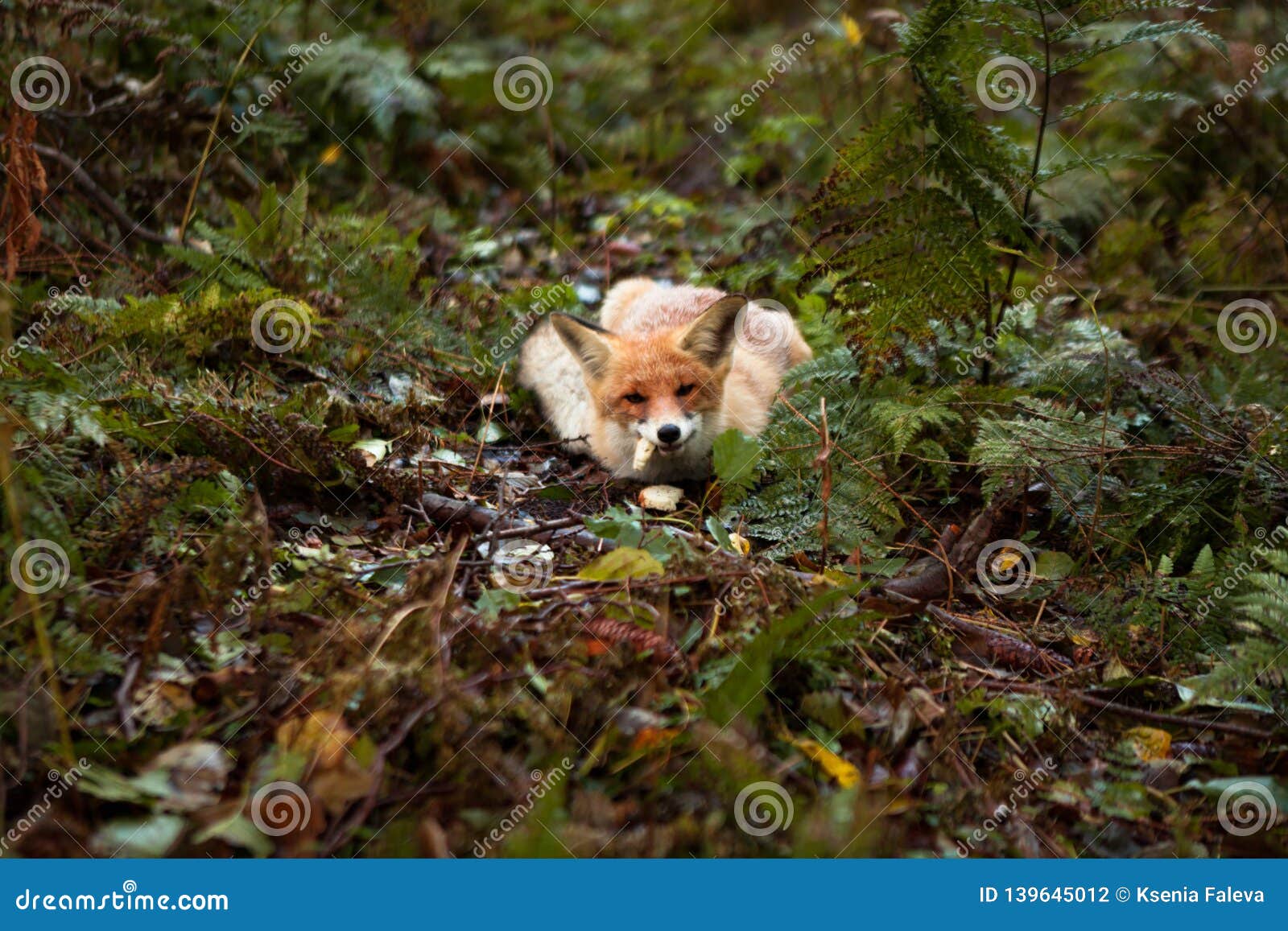 A Red Fox Hiding in Tall Grass on the Edge of the Forest Stock Photo ...
