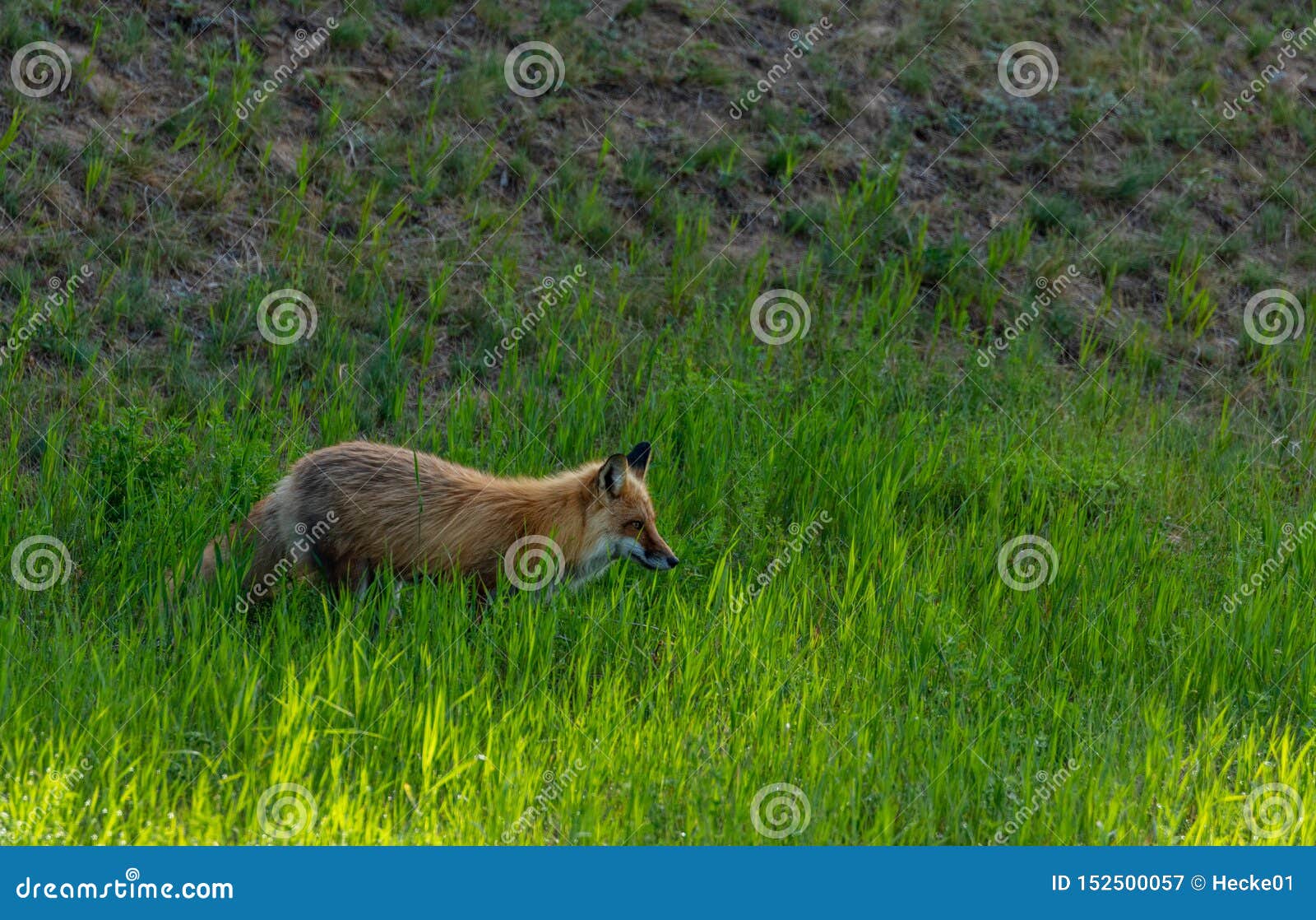 Red Fox in the hunt stock image. Image of carnivore - 152500057