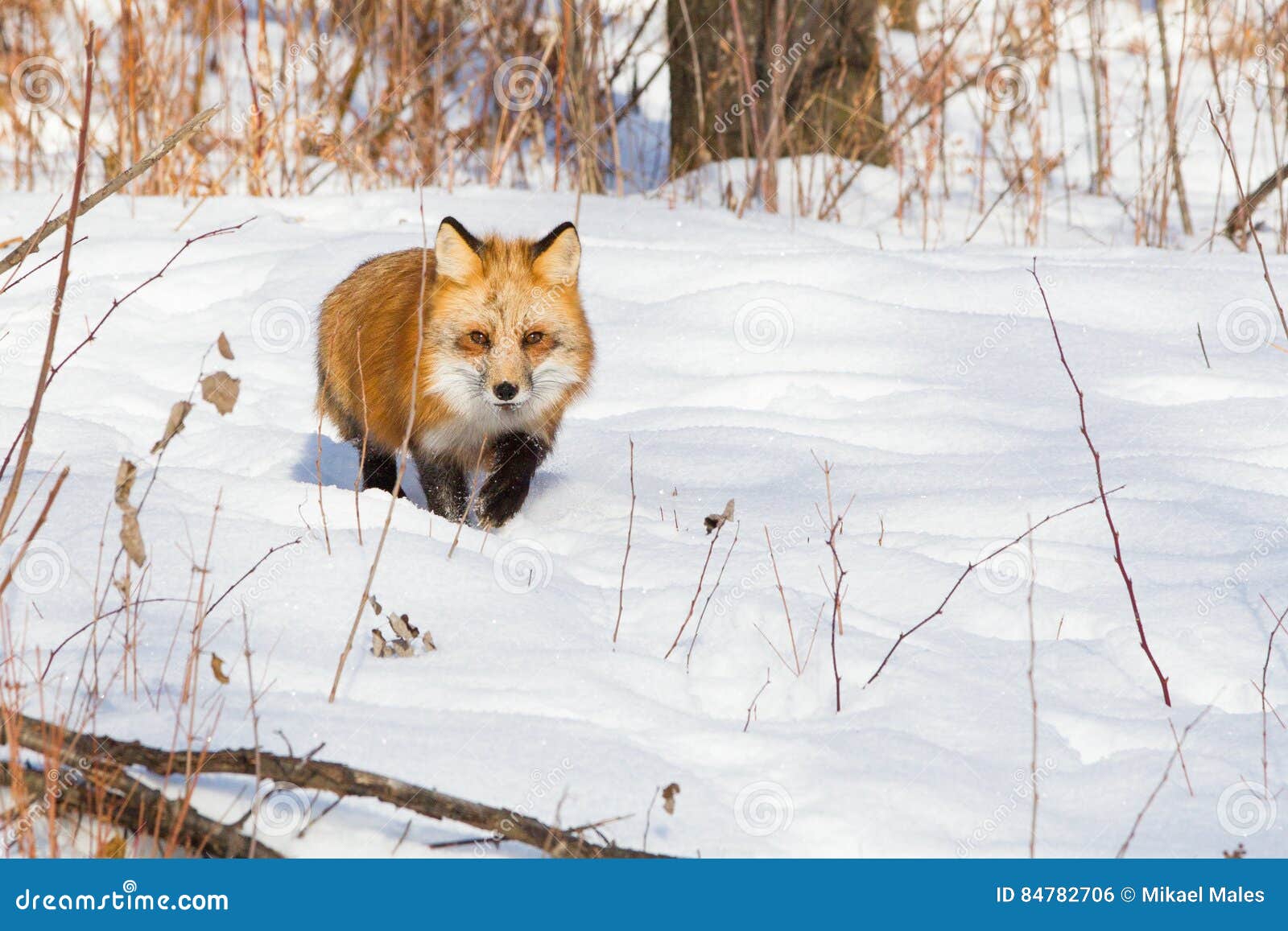 Red fox on a hunt stock photo. Image of hunt, paws, searching - 84782706