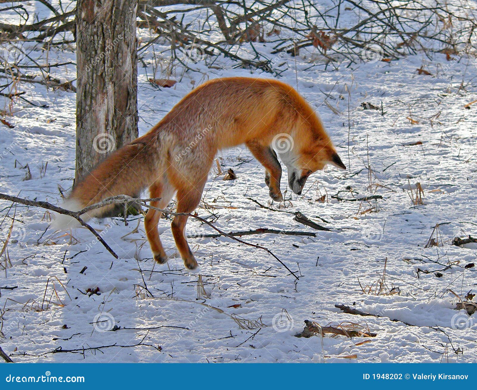 Red Fox is Hunting 1 stock photo. Image of ears, nature - 1948202