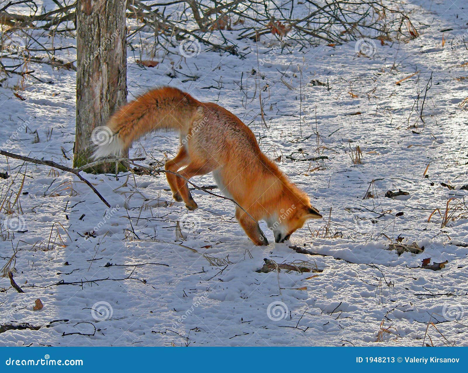Red Fox is Hunting 2 stock image. Image of look, predator - 1948213
