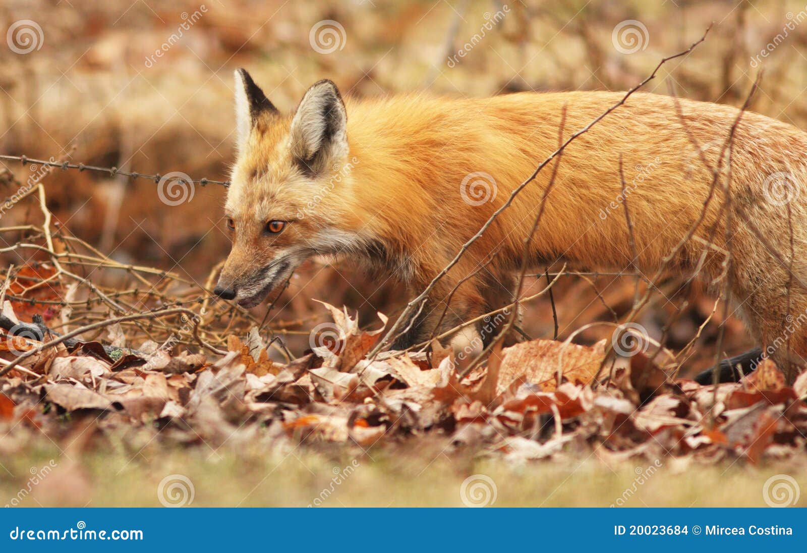 Red fox hunting stock photo. Image of animals, closeup - 20023684