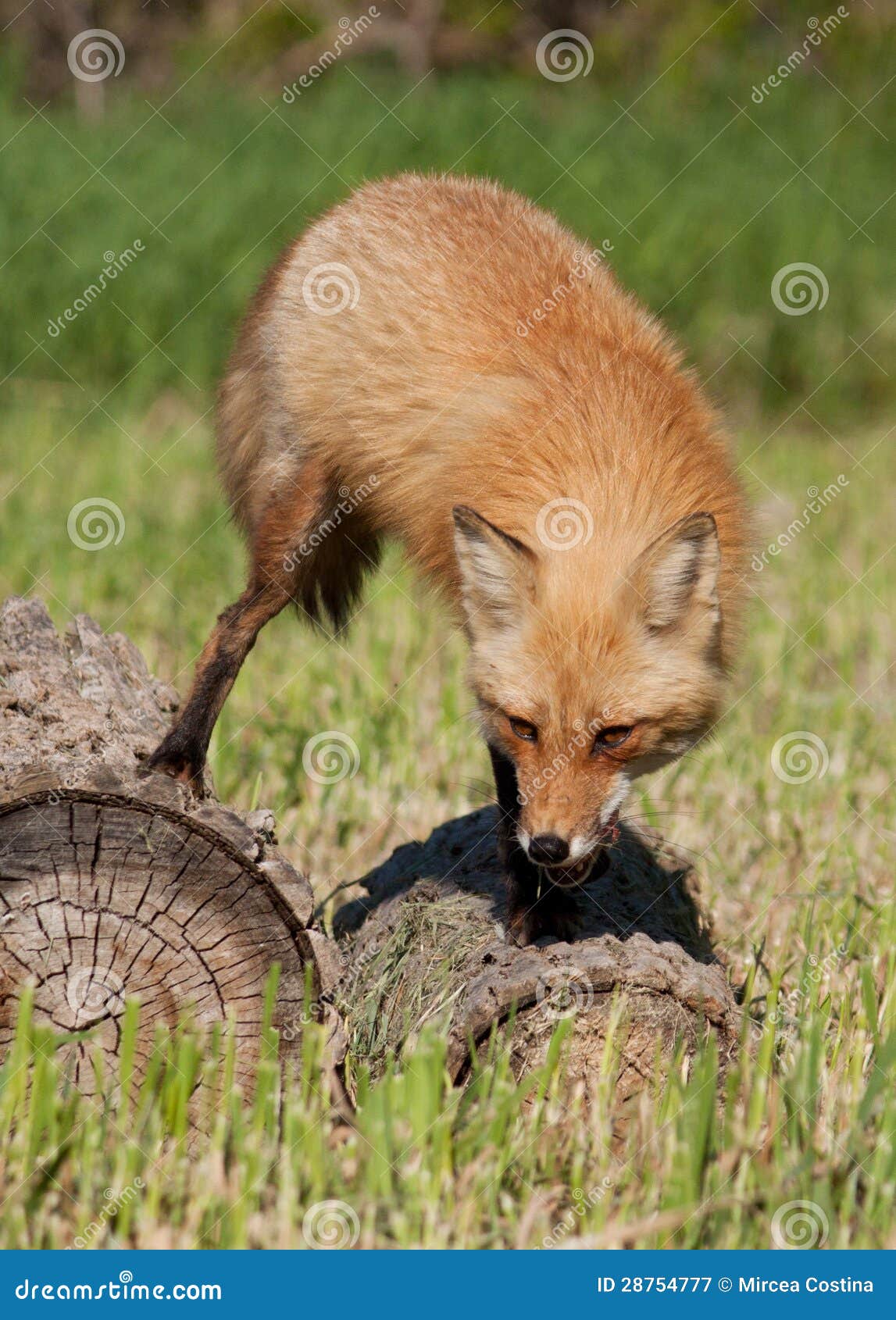 Red fox hunting stock image. Image of hunting, beast - 28754777