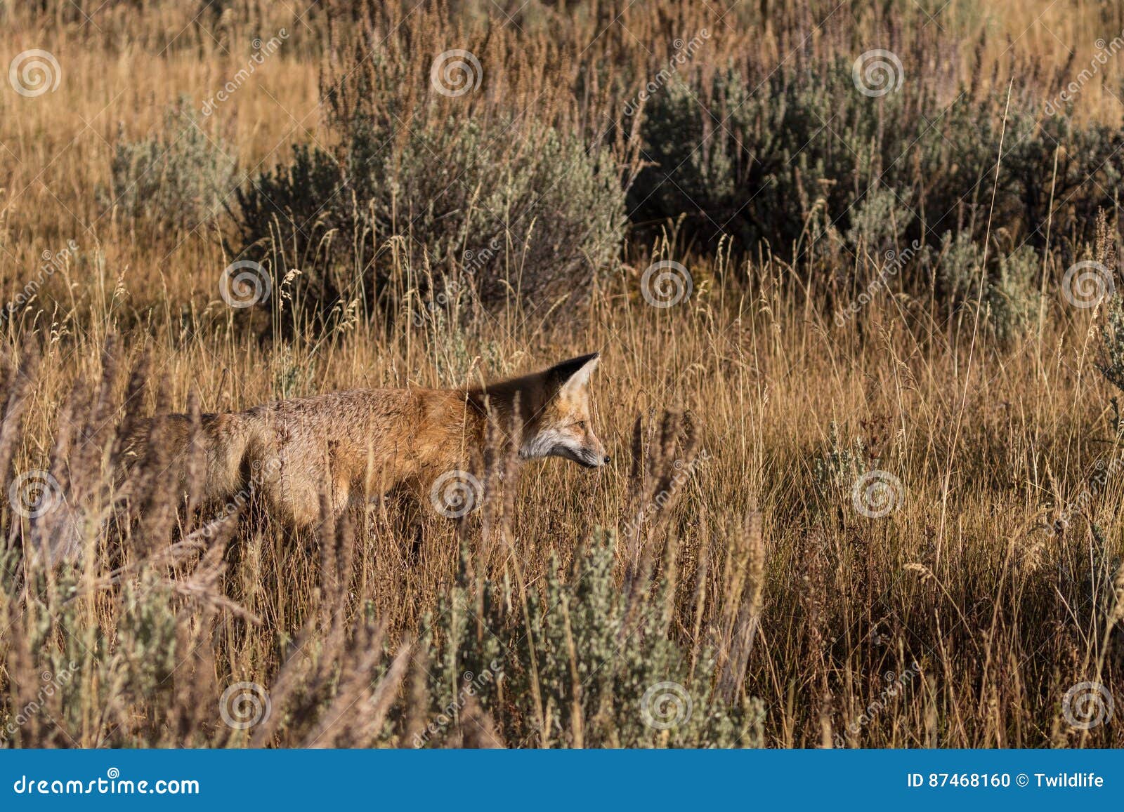Red Fox Hunting stock photo. Image of mammal, fall, wildlife - 87468160