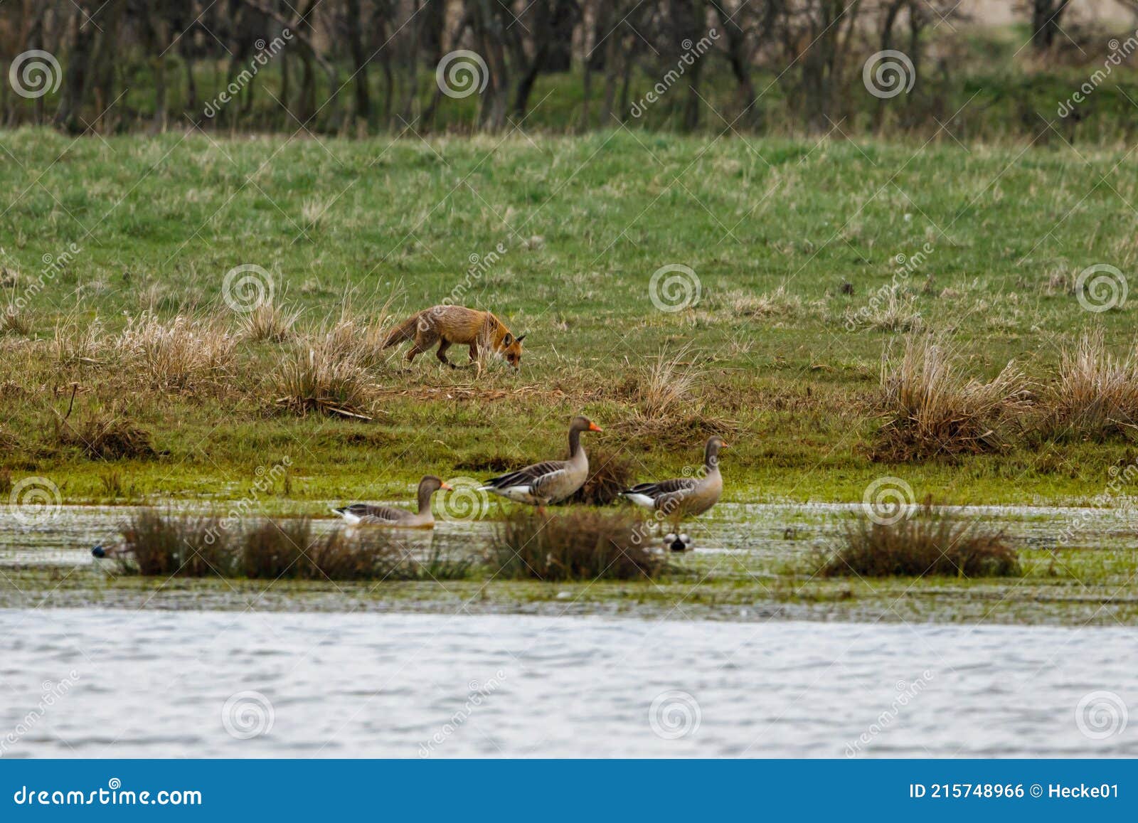 Red fox is hunting geese stock photo. Image of geese - 215748966