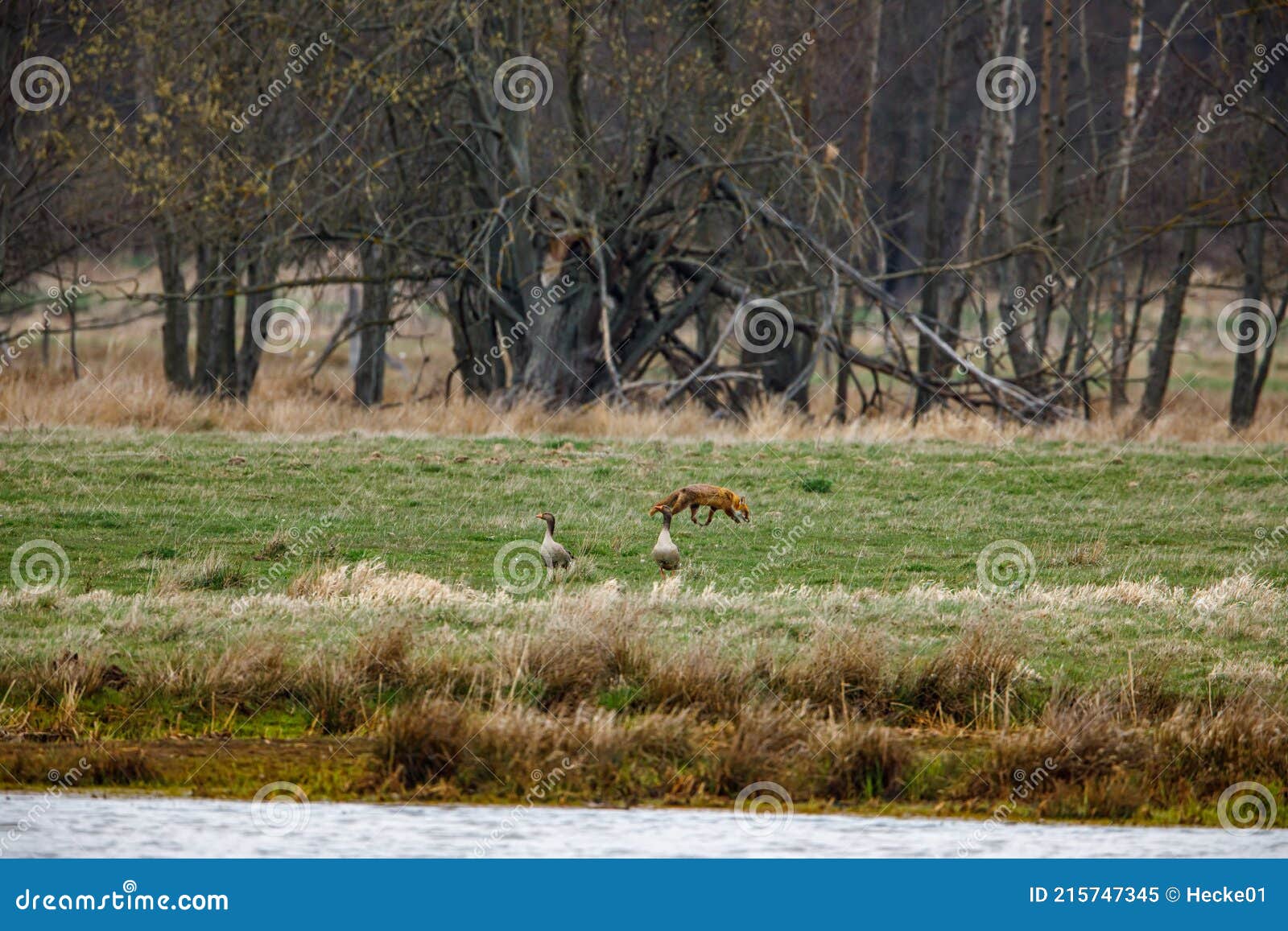 Red fox is hunting geese stock image. Image of flock - 215747345