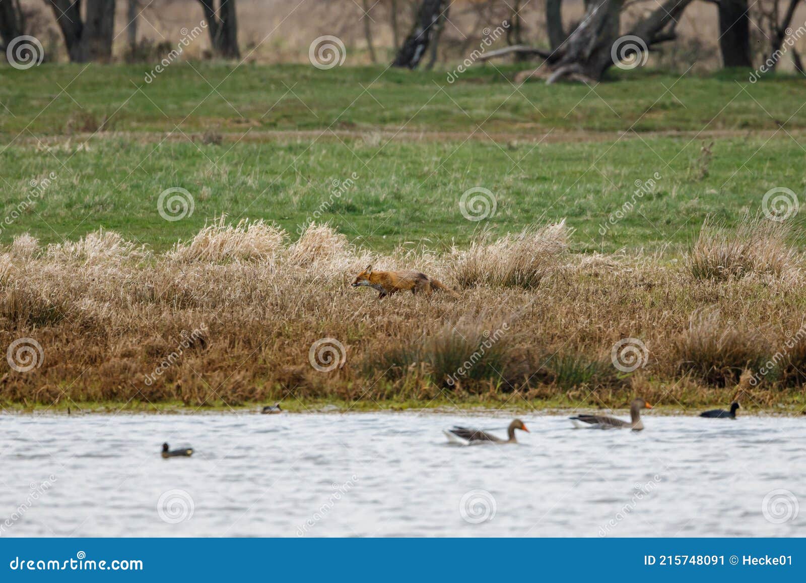 Red fox is hunting geese stock image. Image of hunting - 215748091
