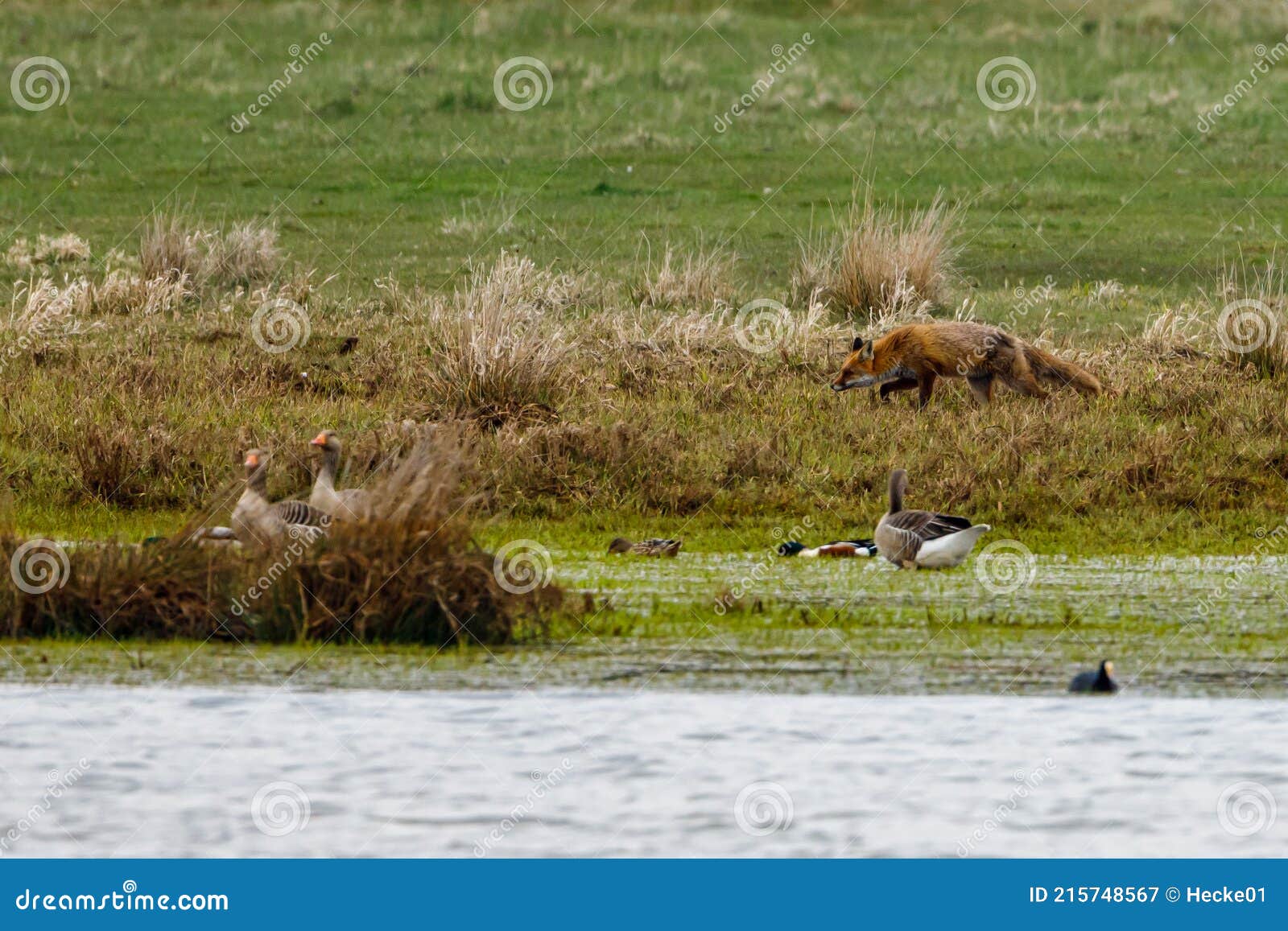 Red fox is hunting geese stock image. Image of waterfowl - 215748567