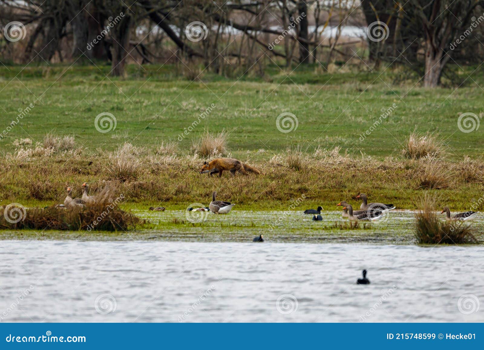 Red fox is hunting geese stock image. Image of wildlife - 215748599