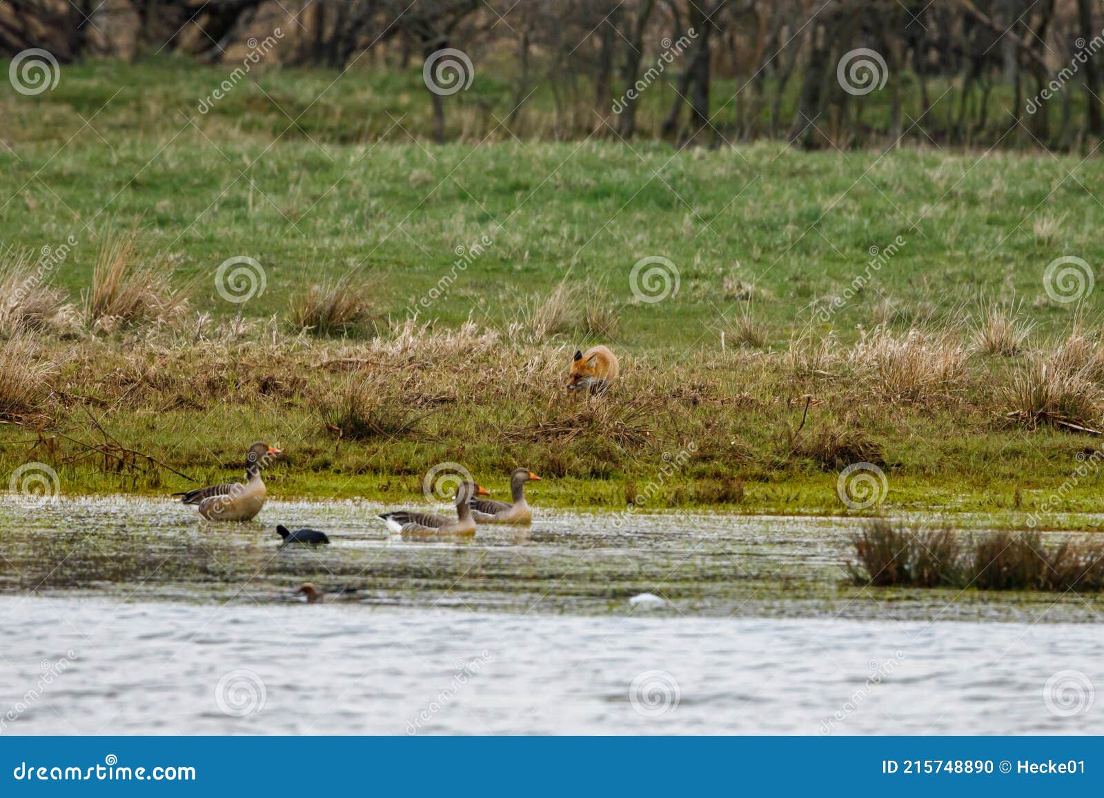 Red fox is hunting geese stock photo. Image of mammal - 215748890